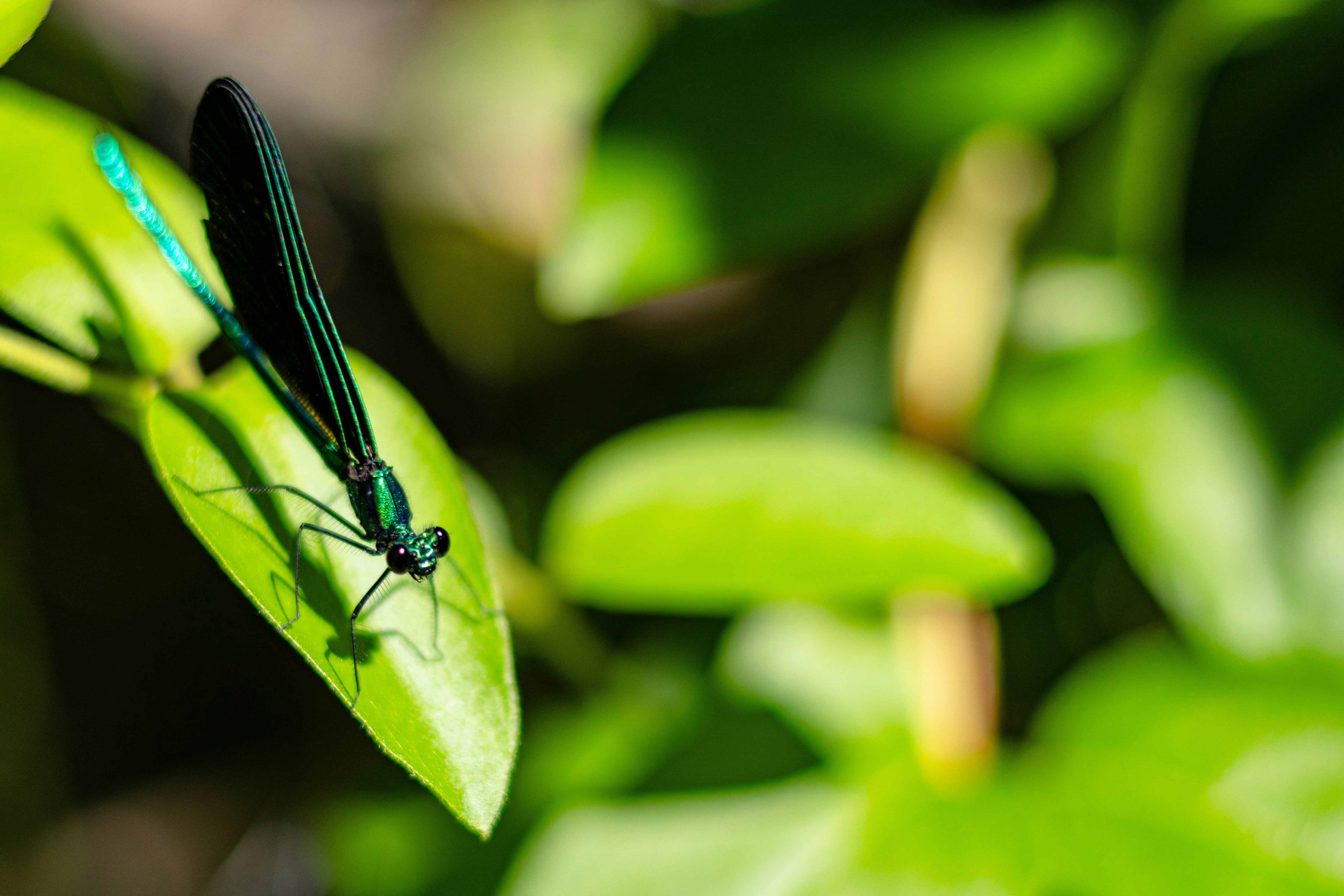 A blue and black insect sitting on top of a green leaf photo – Free ...