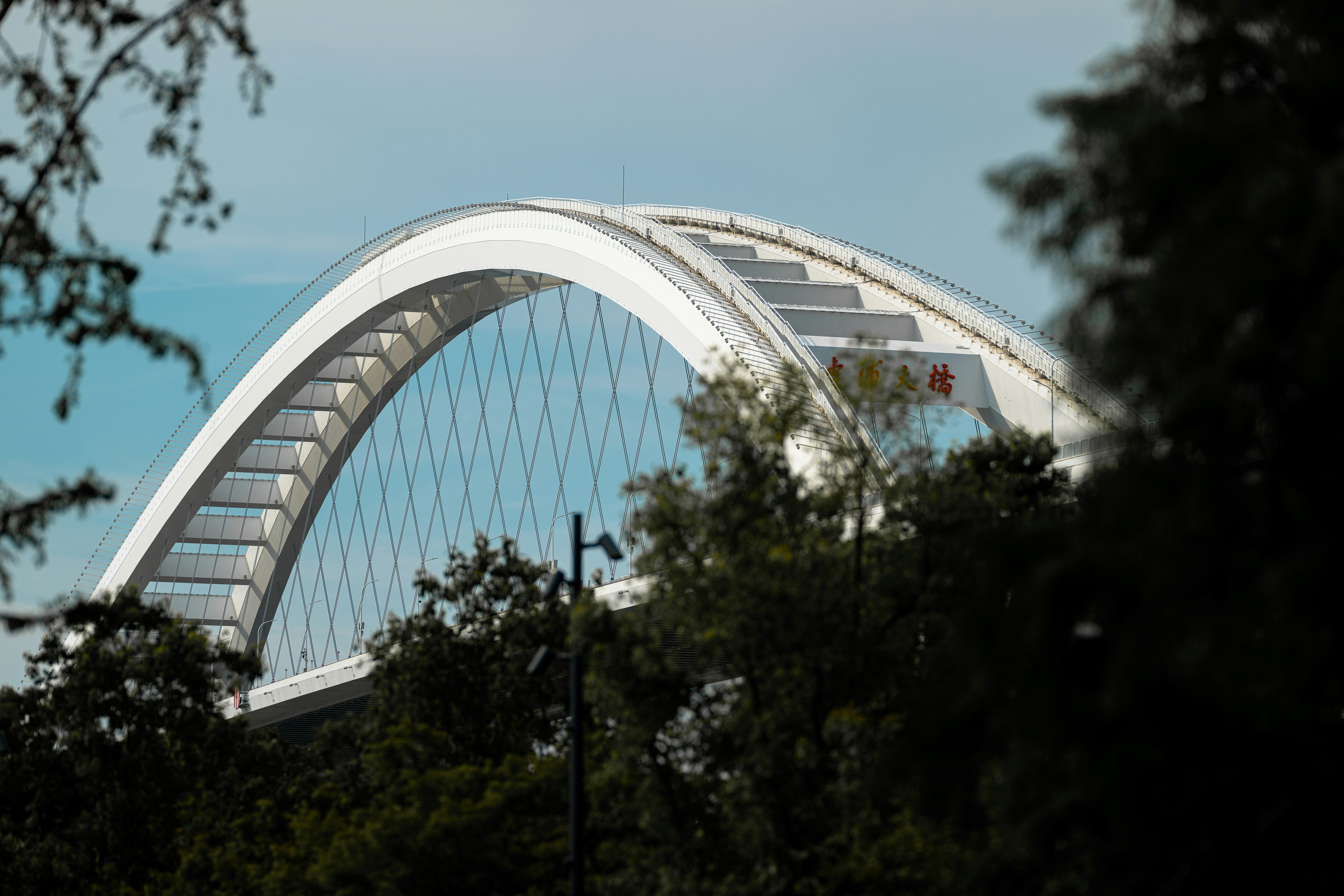A large white bridge over a lush green forest photo – Free Shanghai ...