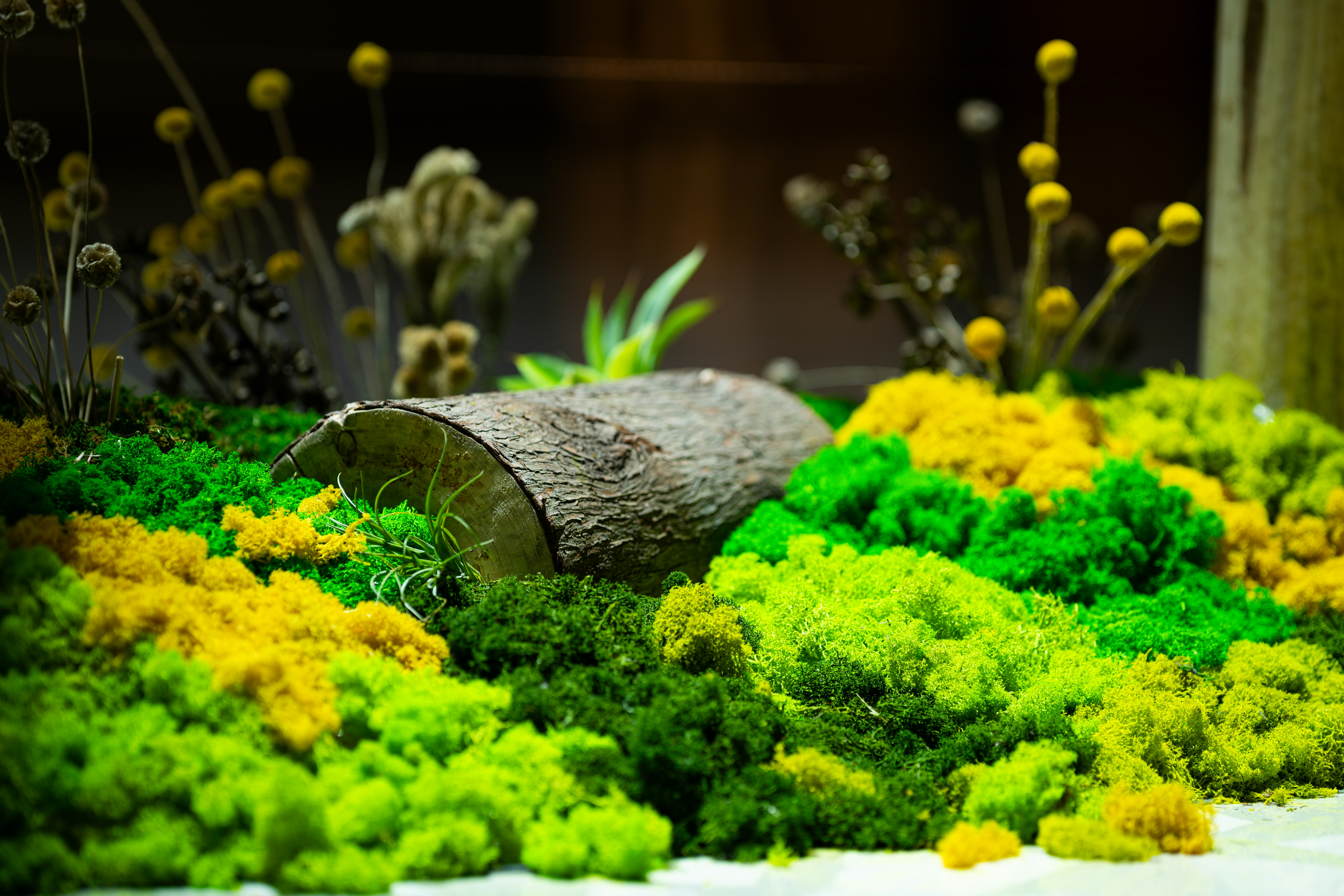 Neon Moss Tides: A Log Anchoring a Verdant Microscape