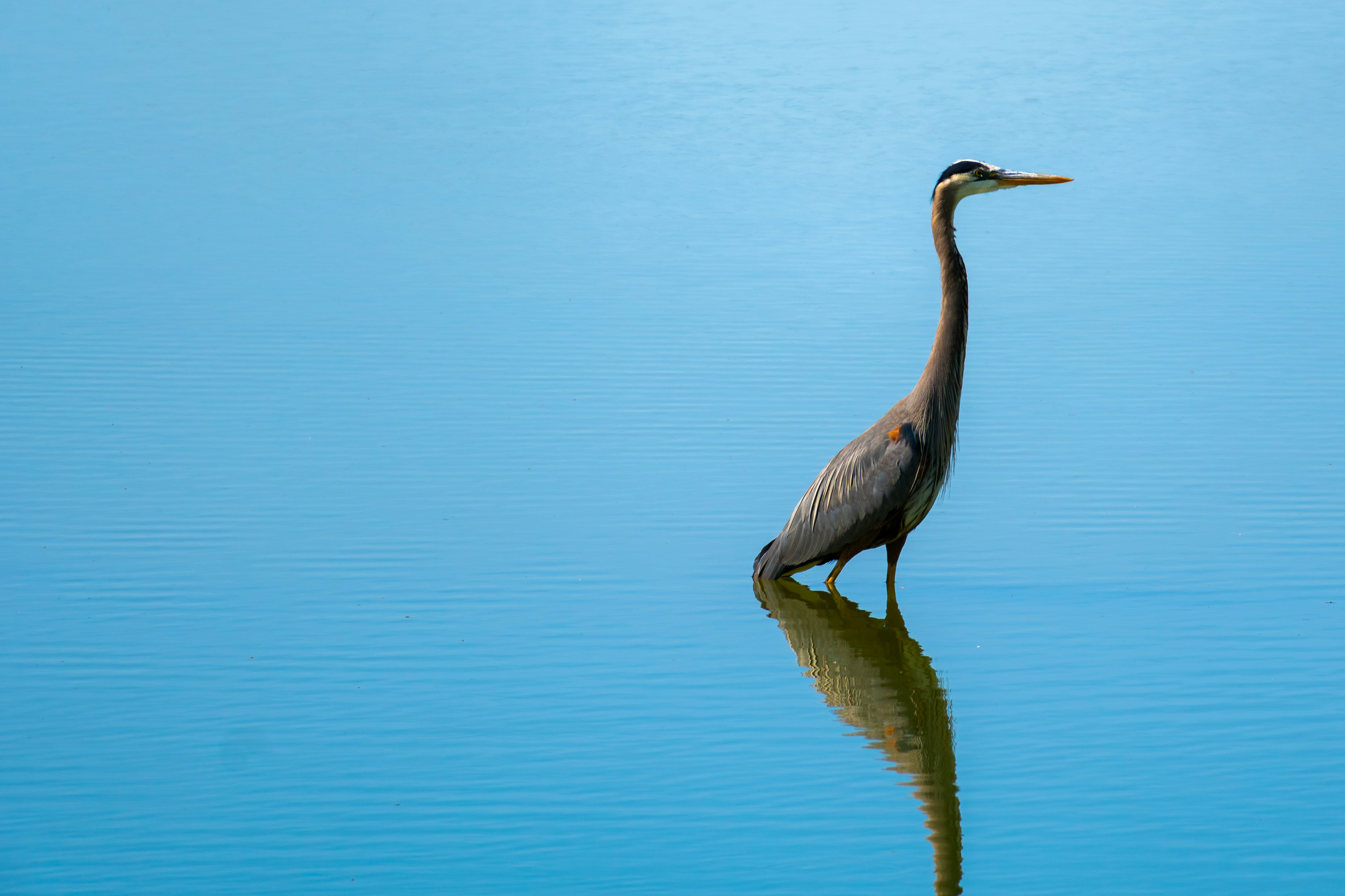 Glassy Blue Silence: A solitary heron on a mirror lake