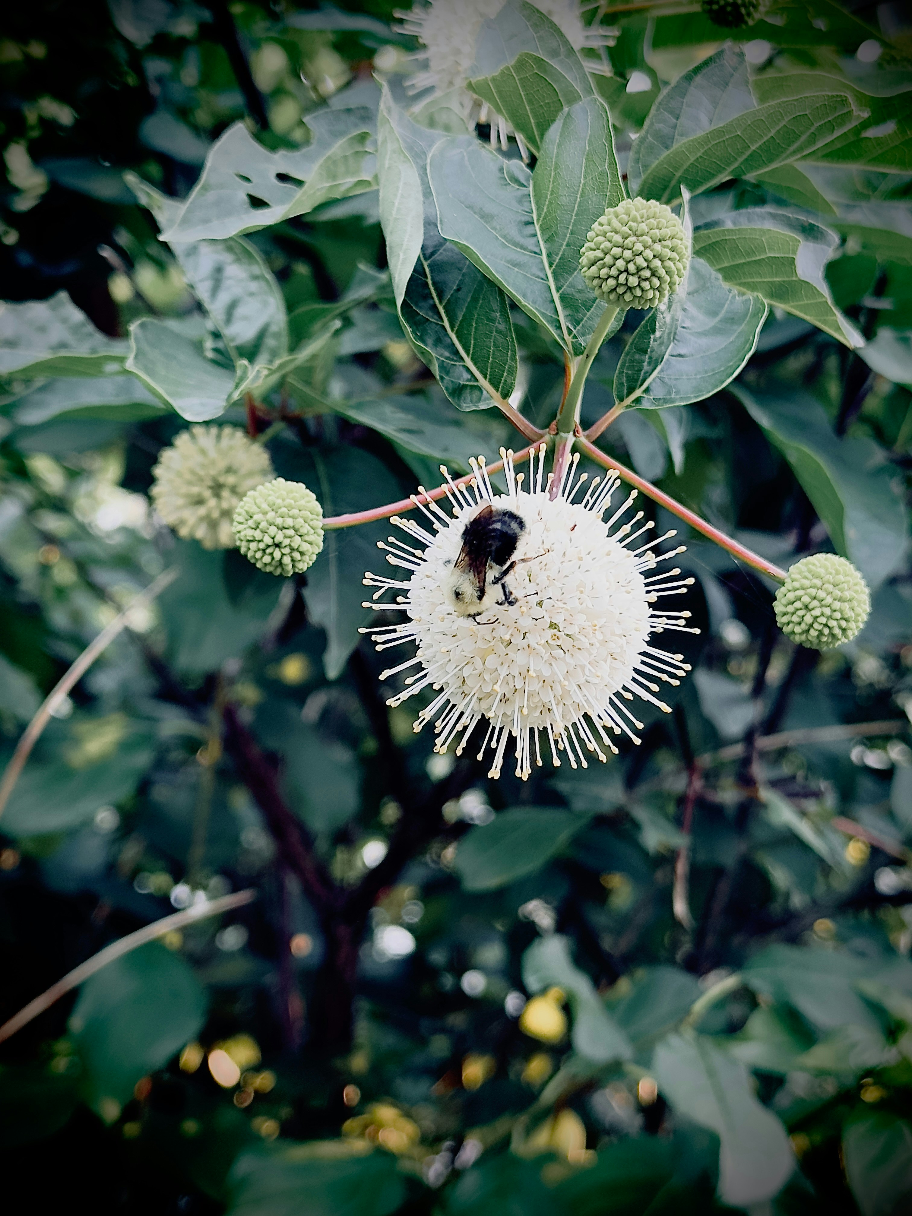 Photo by Mandeep Kaur with Apple iPhone 14 Pro Max