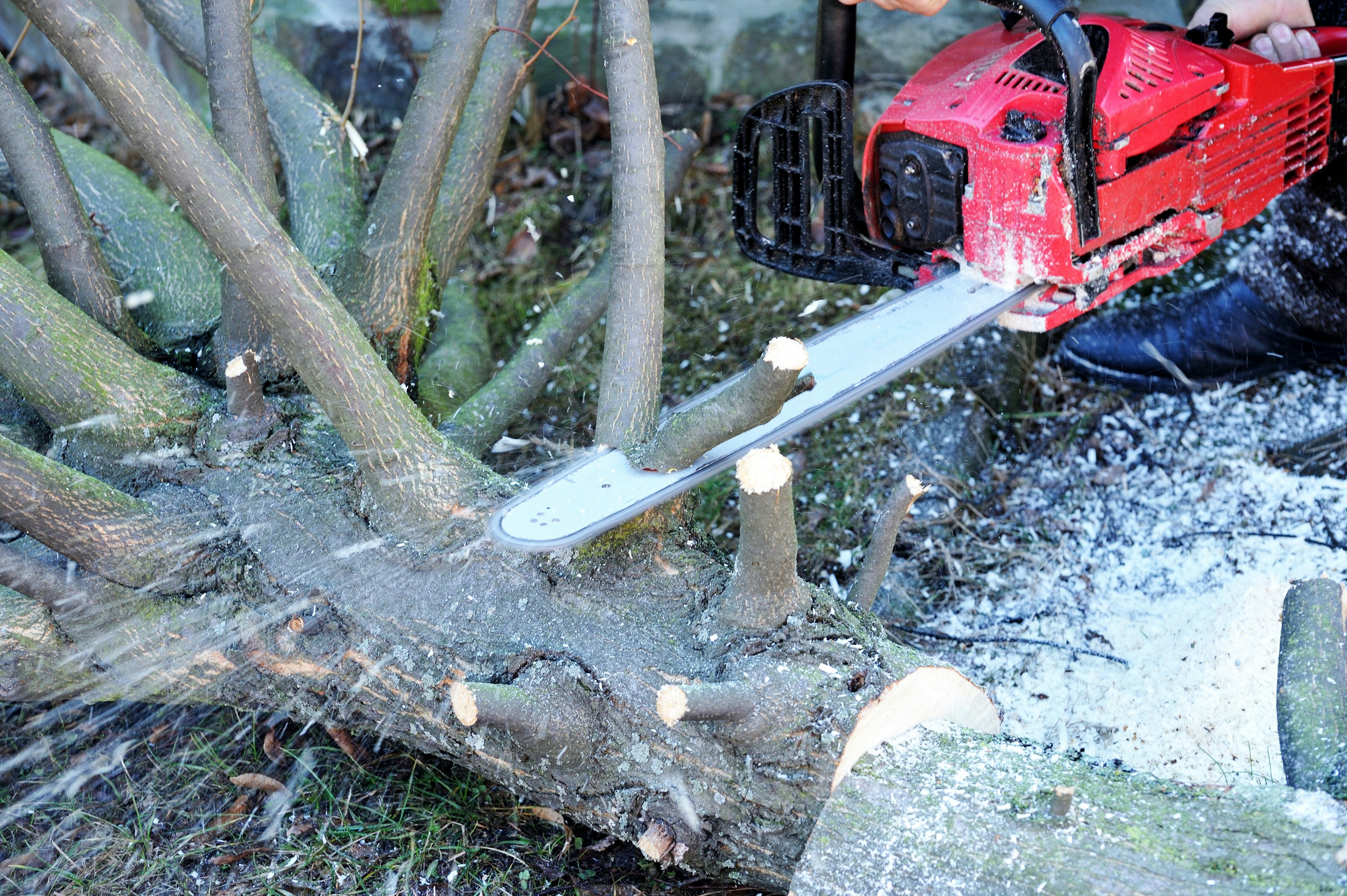 Chainsaw cutting through a tree trunk, with sawdust flying in the air during the pruning process.