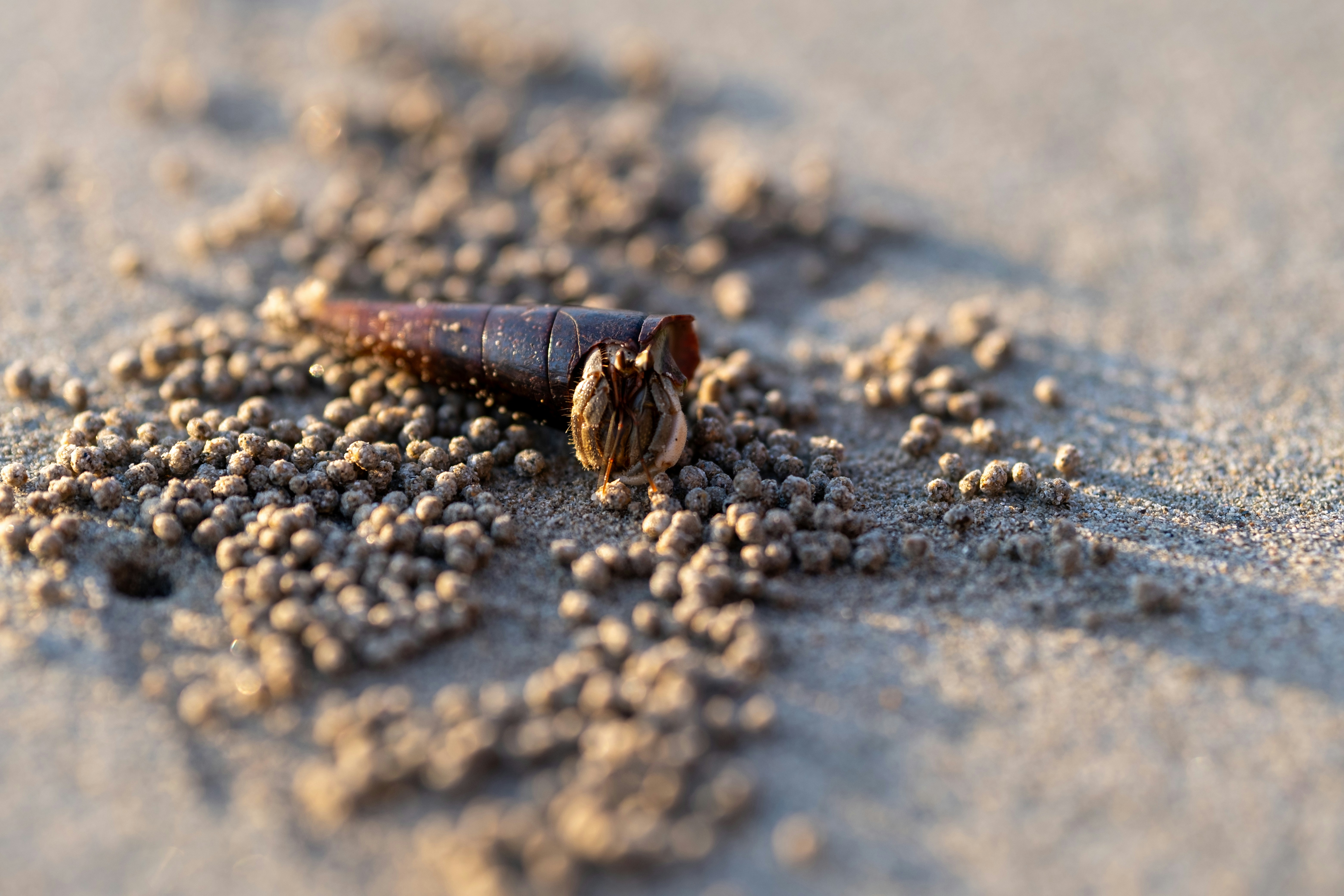 A bug crawling in the sand on a beach photo – Free Nai yang Image on ...