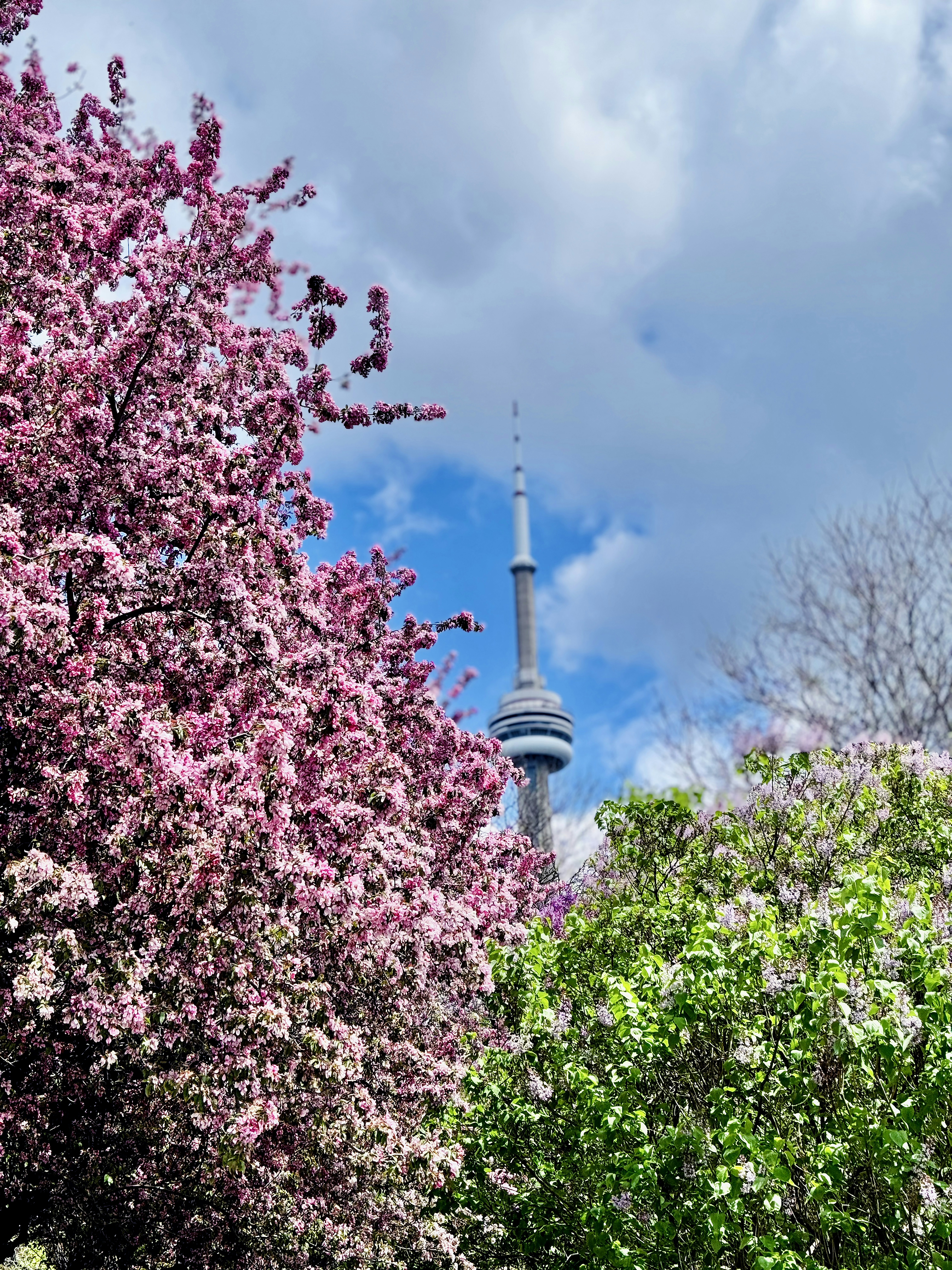 Cherry Blossom Curtain Framing the Tokyo Skytree