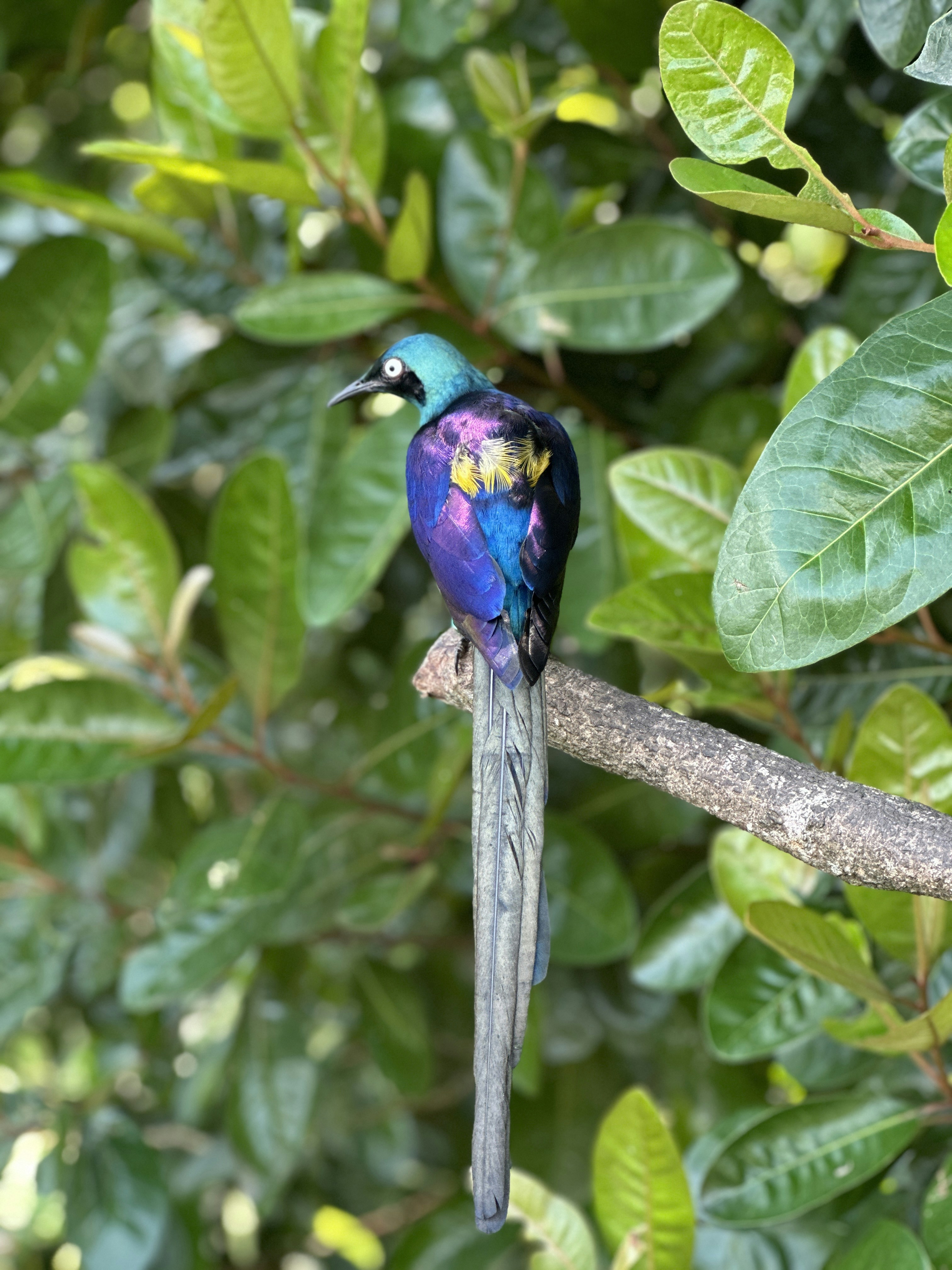 Emerald Crown on a Violet Tail: A Rainbow Kingfisher Among Green Foliage