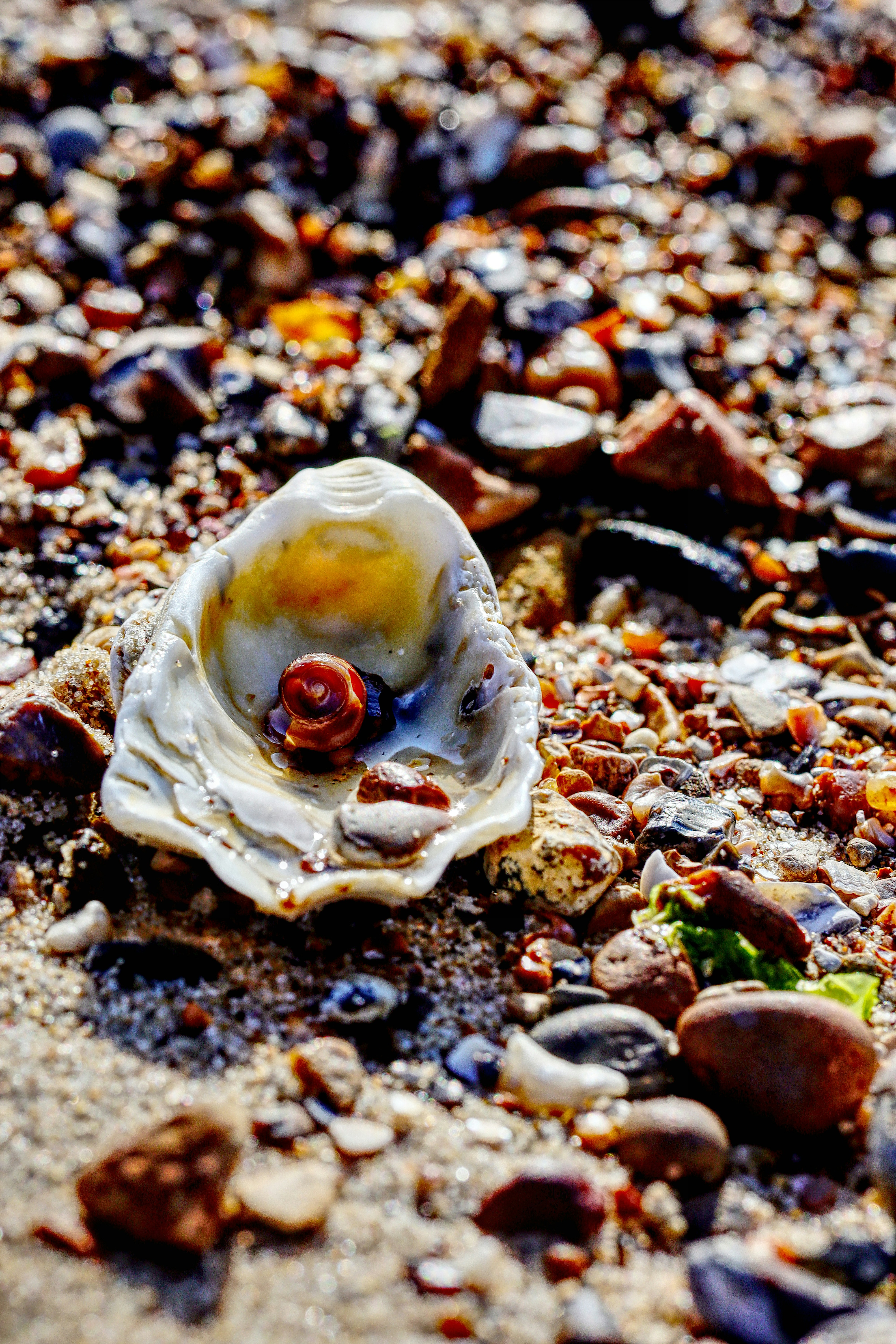 A shell on the ground with rocks and gravel photo – Free Food Image on ...