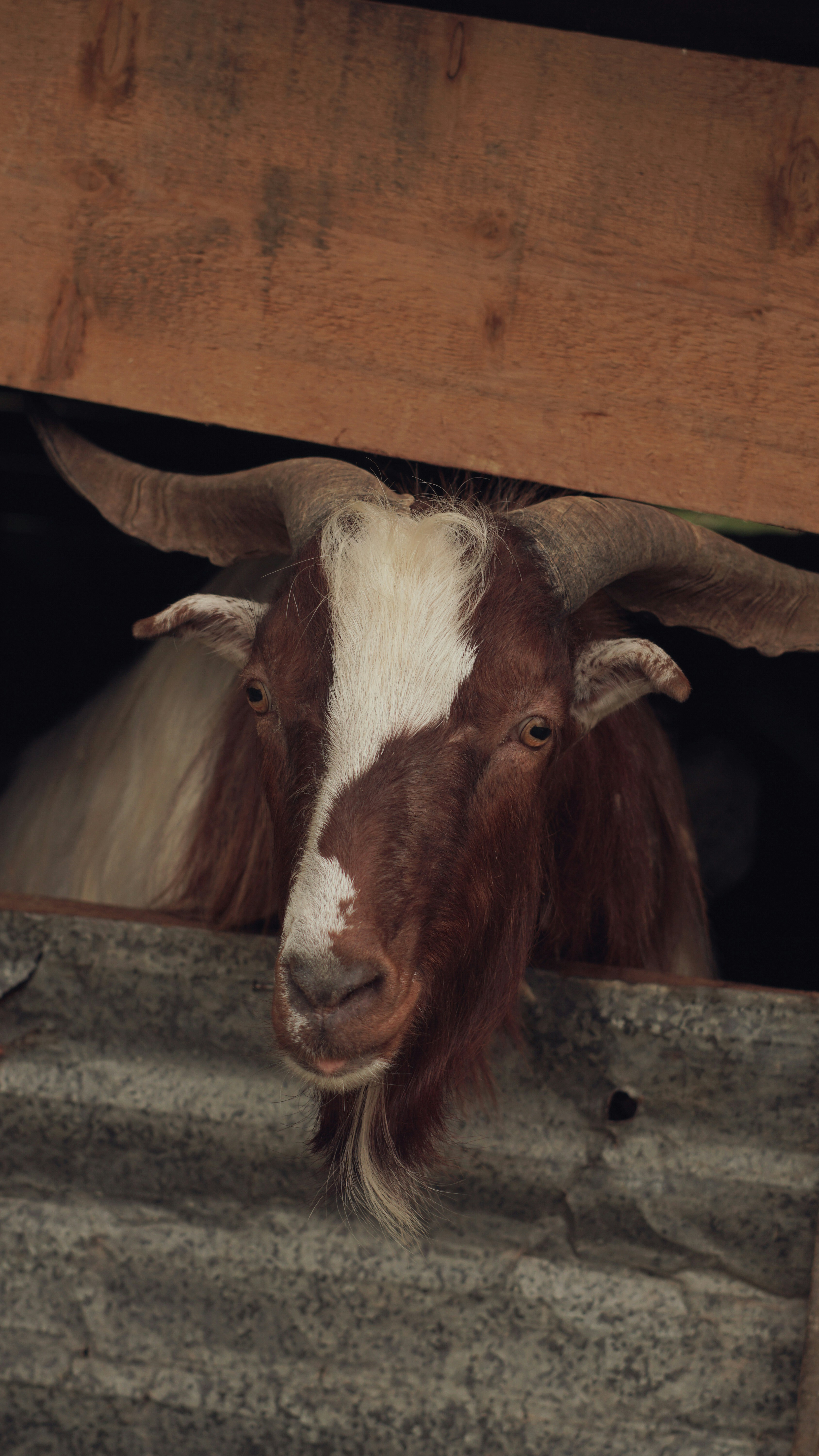 Glimpse Beyond the Planks: A Barnyard Goat Peering from the Gap
