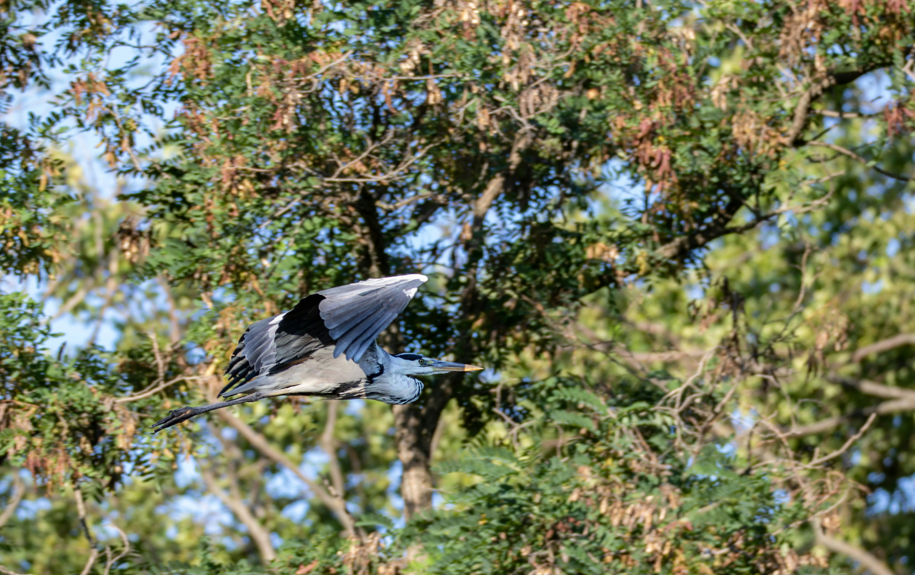 Wingbeat through a sunlit canopy: a black-and-white bird in flight