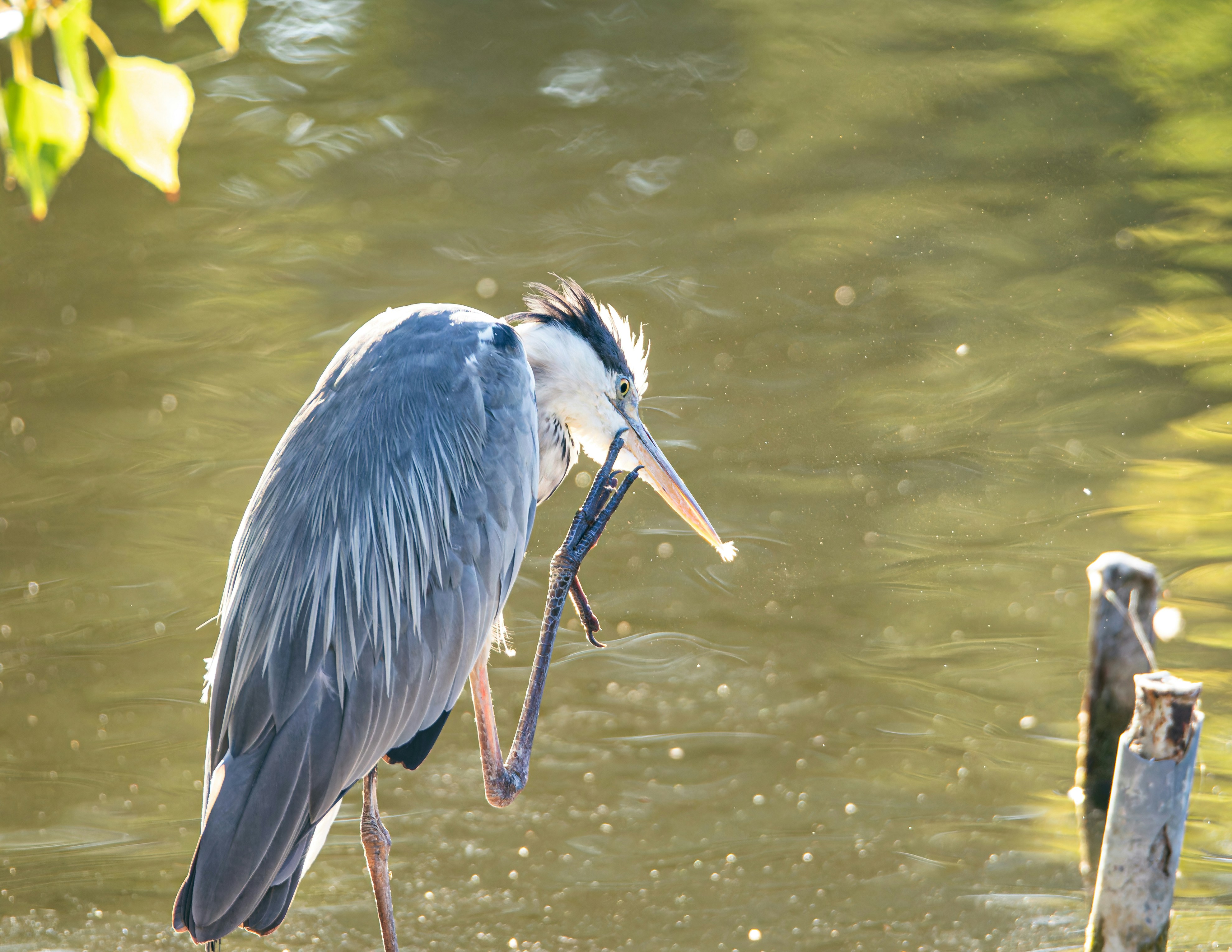 A heron poised elegantly by the water, clutching its catch with precision. The tranquil setting reflects the beauty of nature's predatory dance.