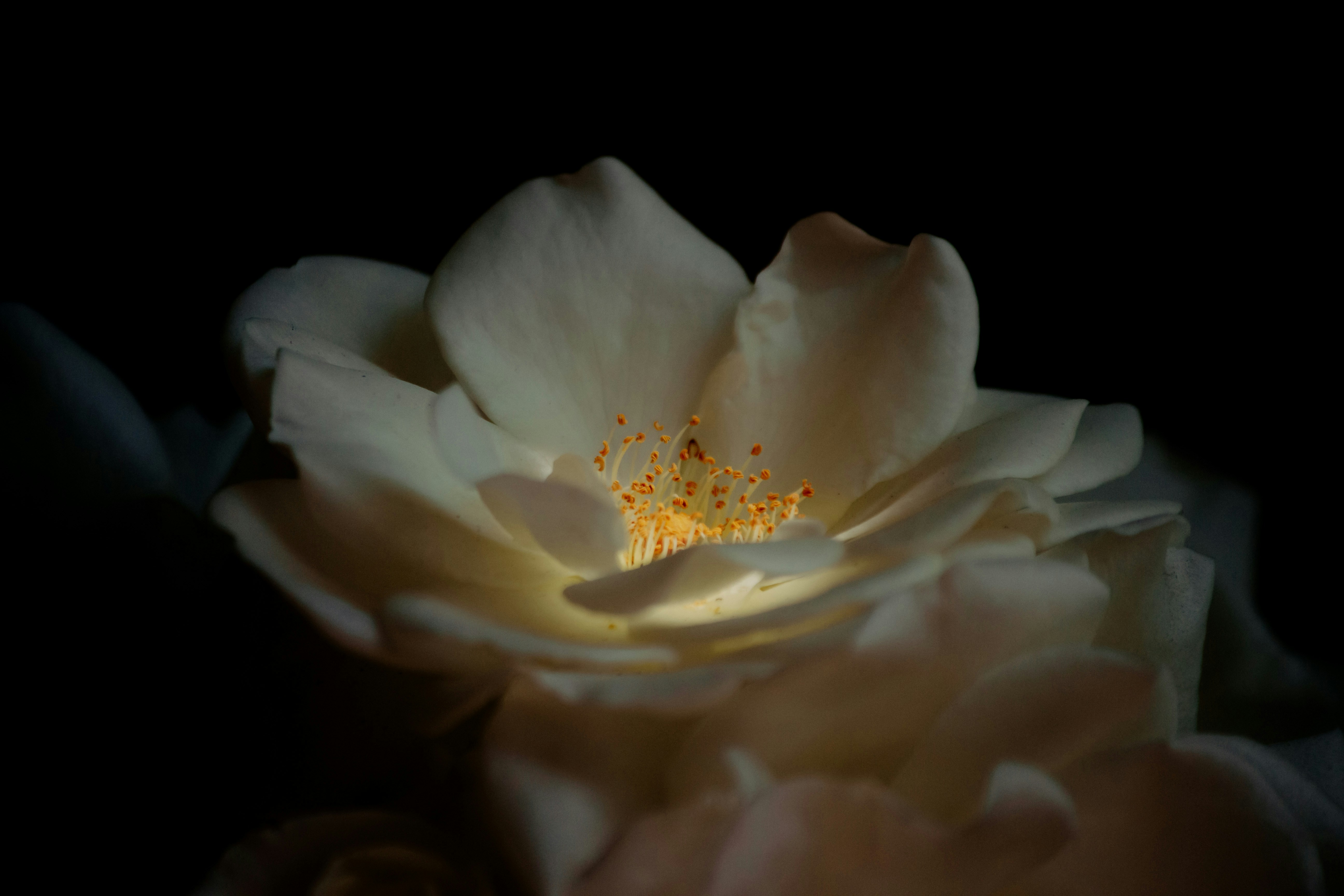 Inner Glow: A Pale Rose Basking in Velvet Shadow