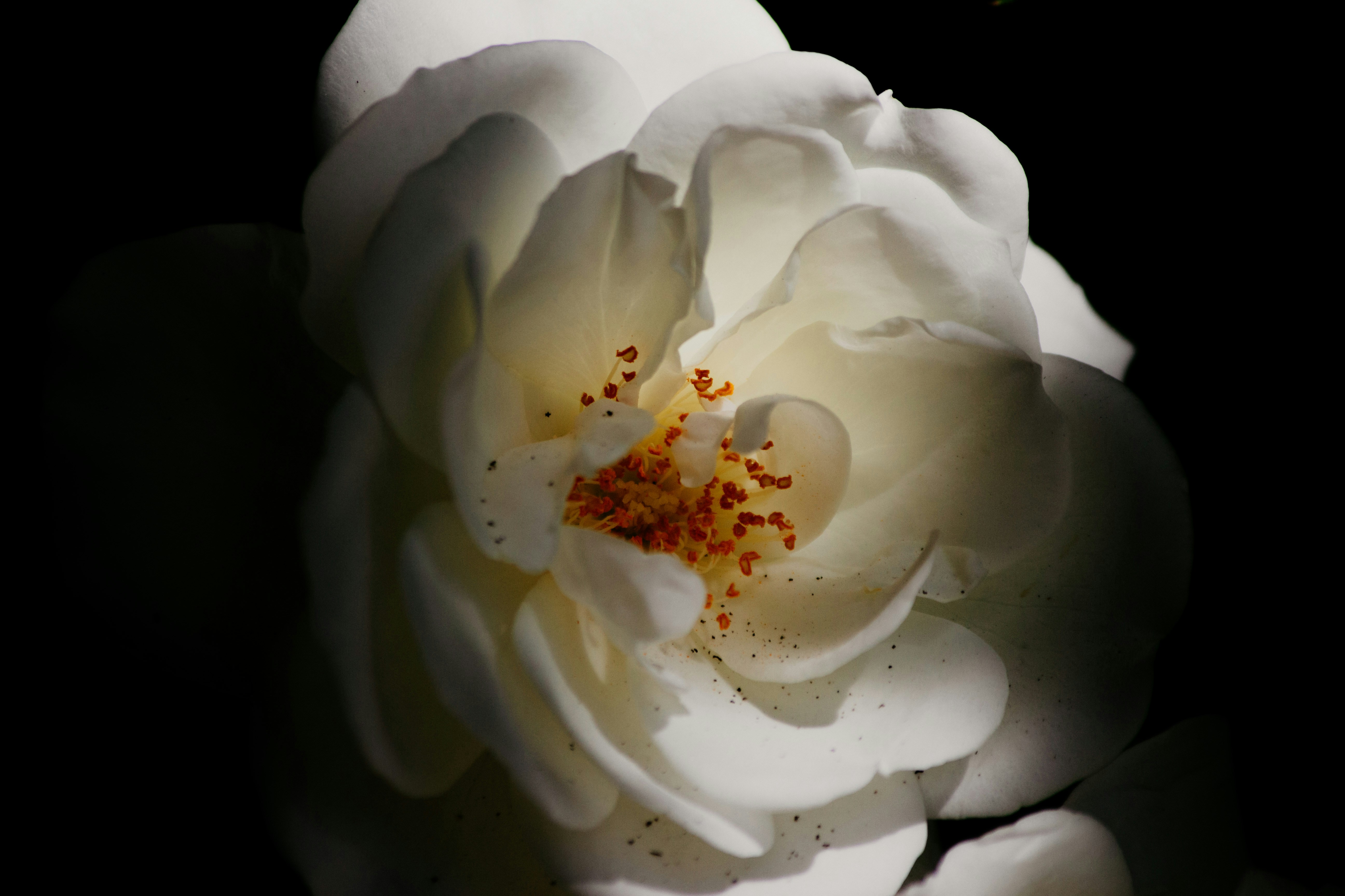 Center of Quiet Fire: A White Rose in Shadow