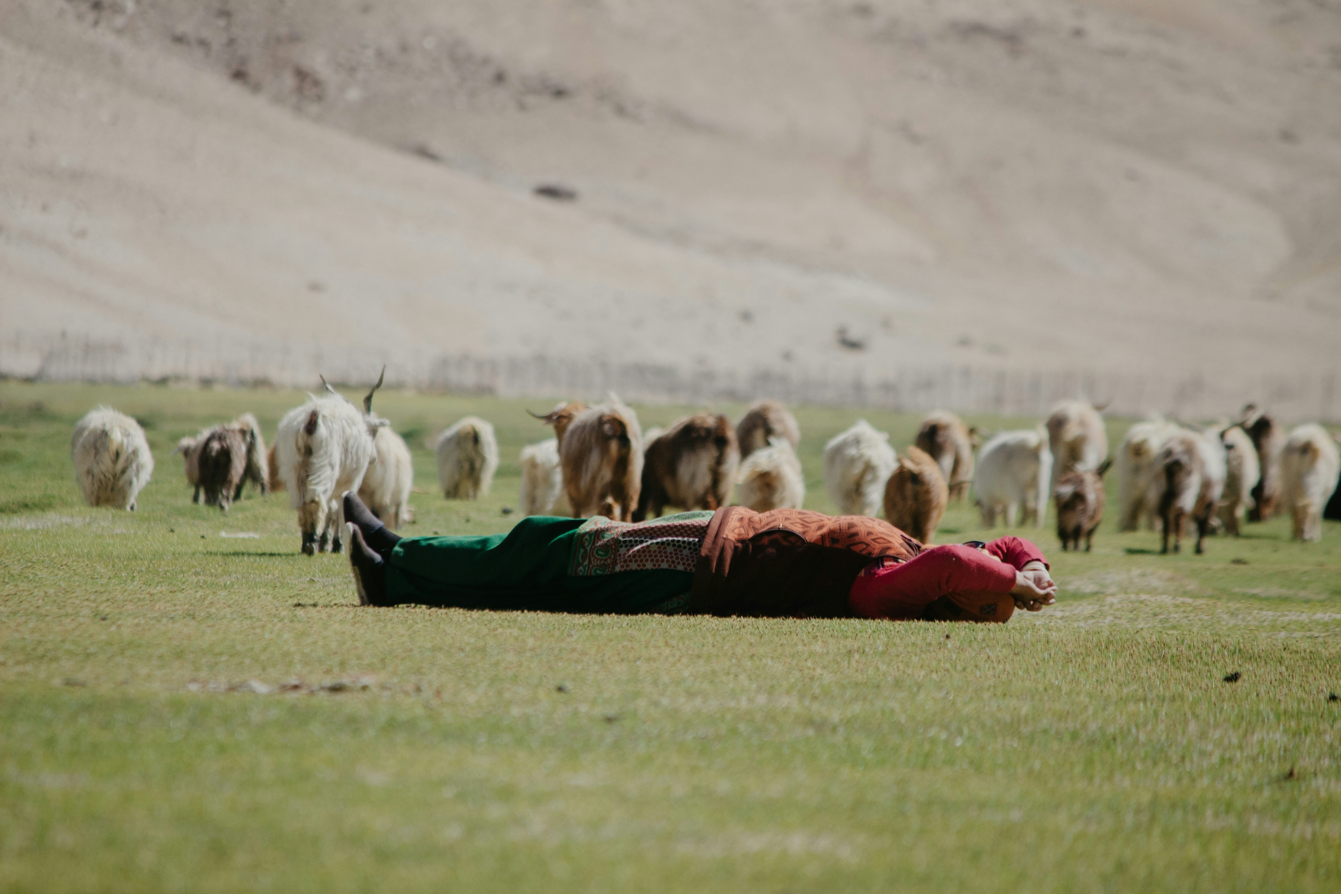 A person laying on the ground in front of a herd of sheep