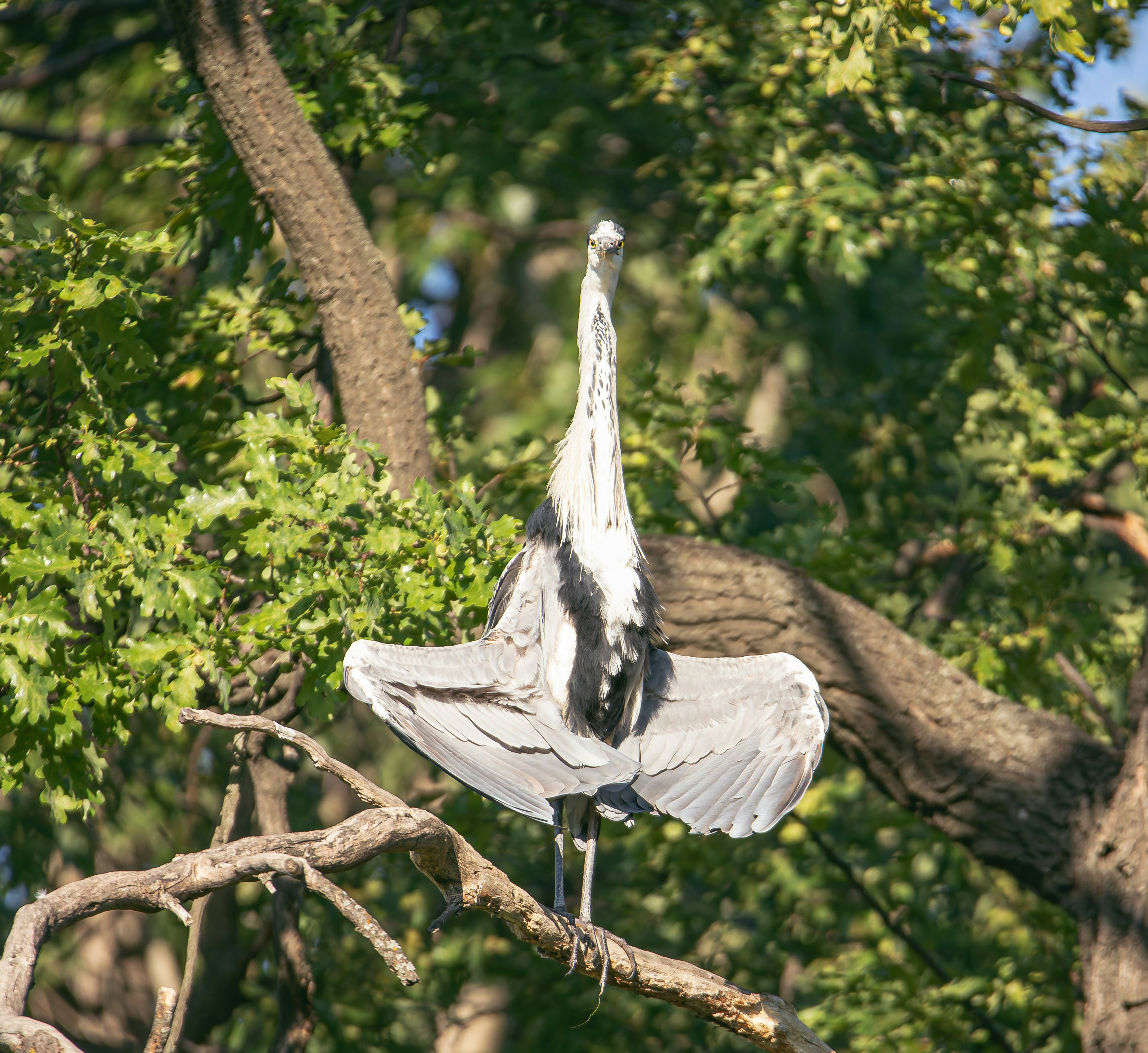 White Heron Unfurls Wings in a Sunlit Forest Canopy