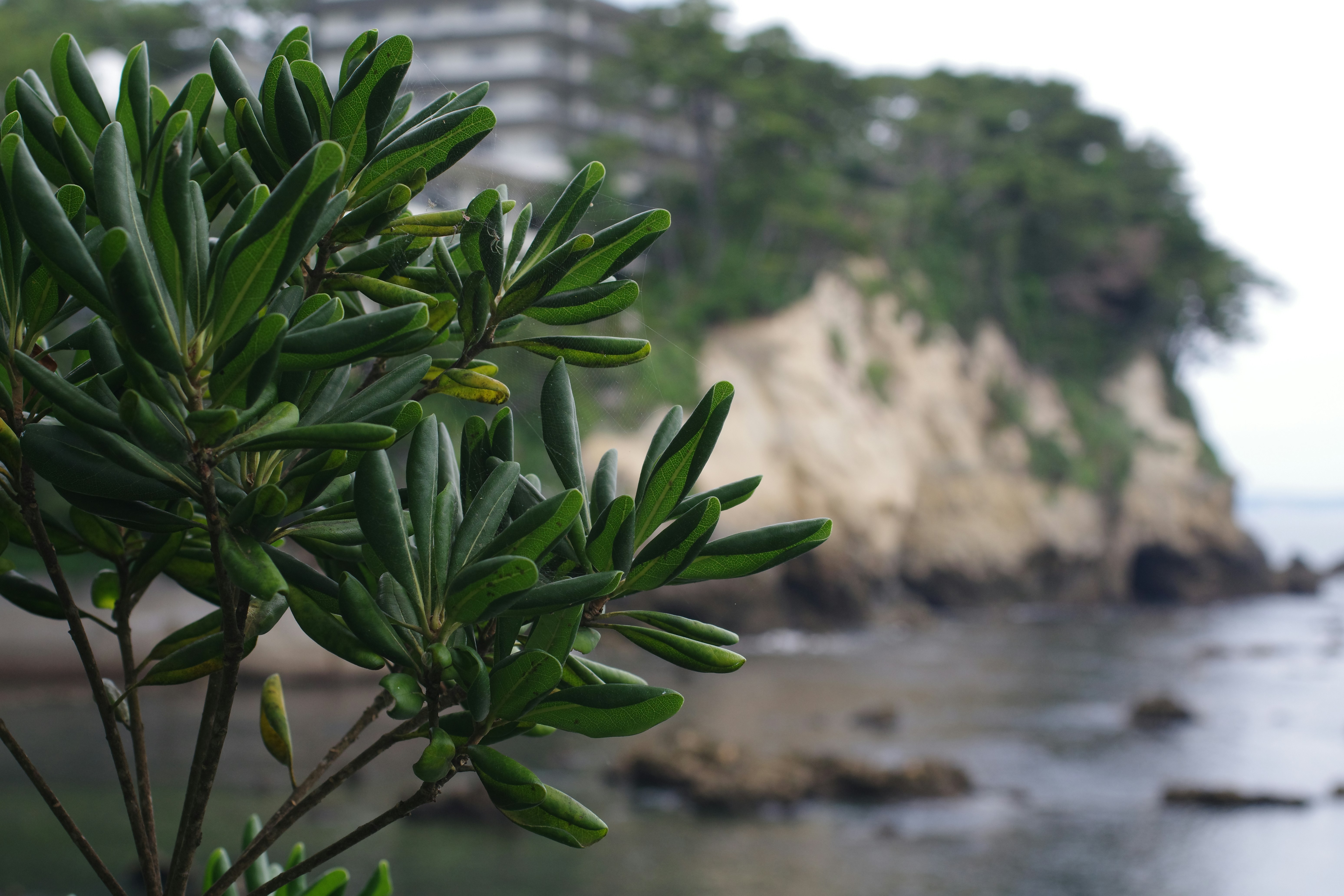 The beautiful sea of Japan 日本の美しい海