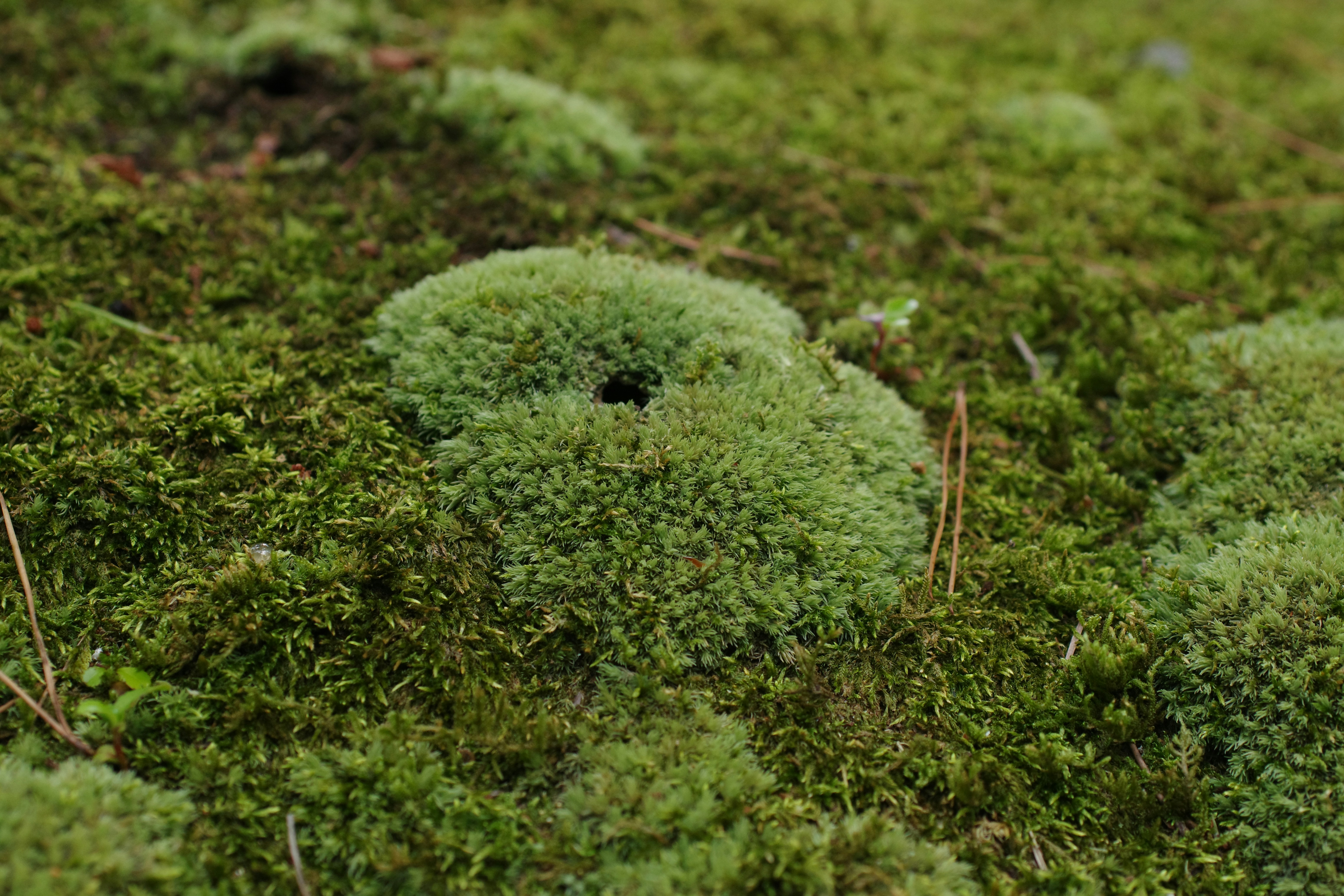 Donut-shaped moss cushion on a verdant forest floor