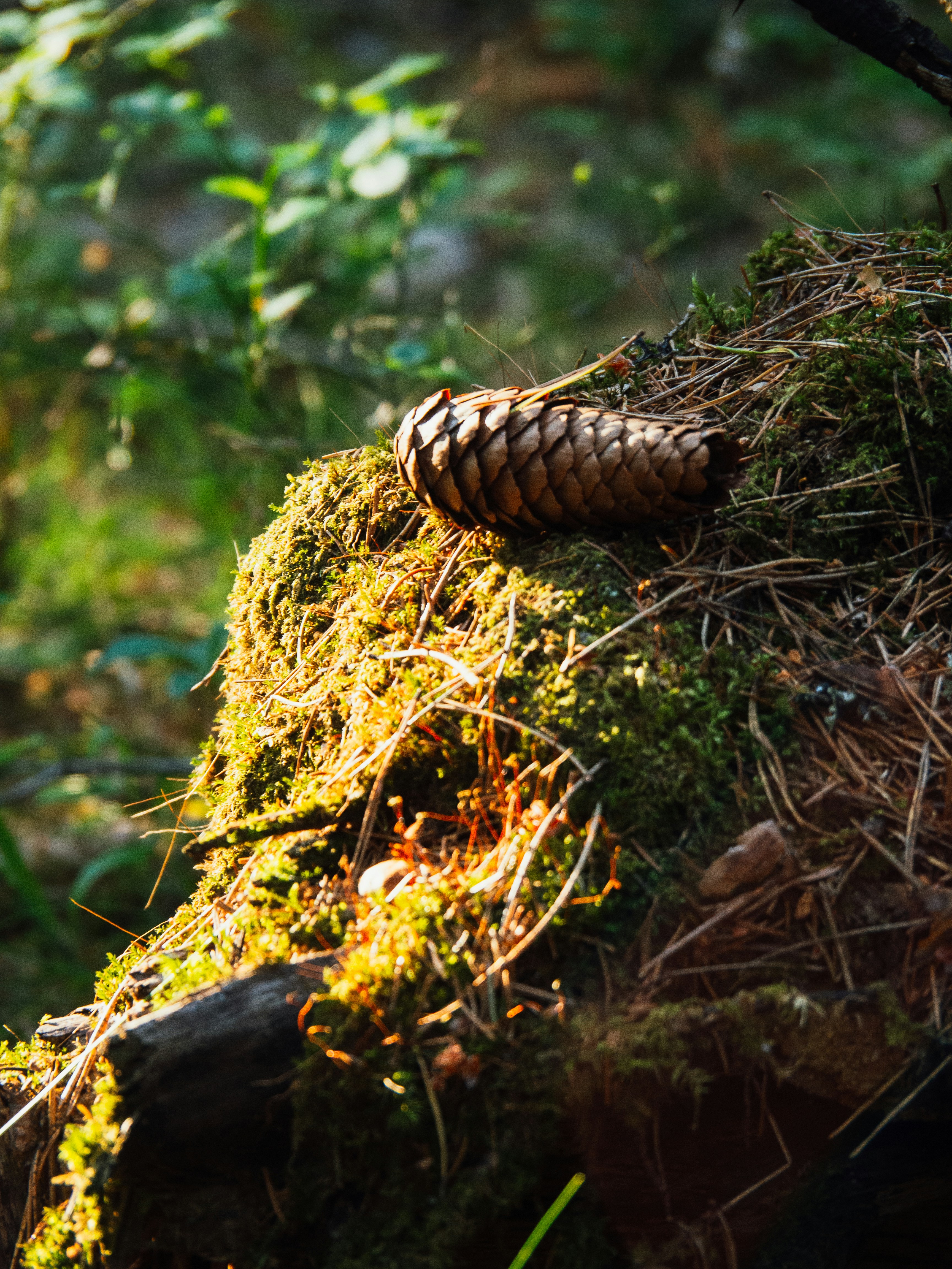 Pinecone in Sunlit Moss: a Forest Microcosm