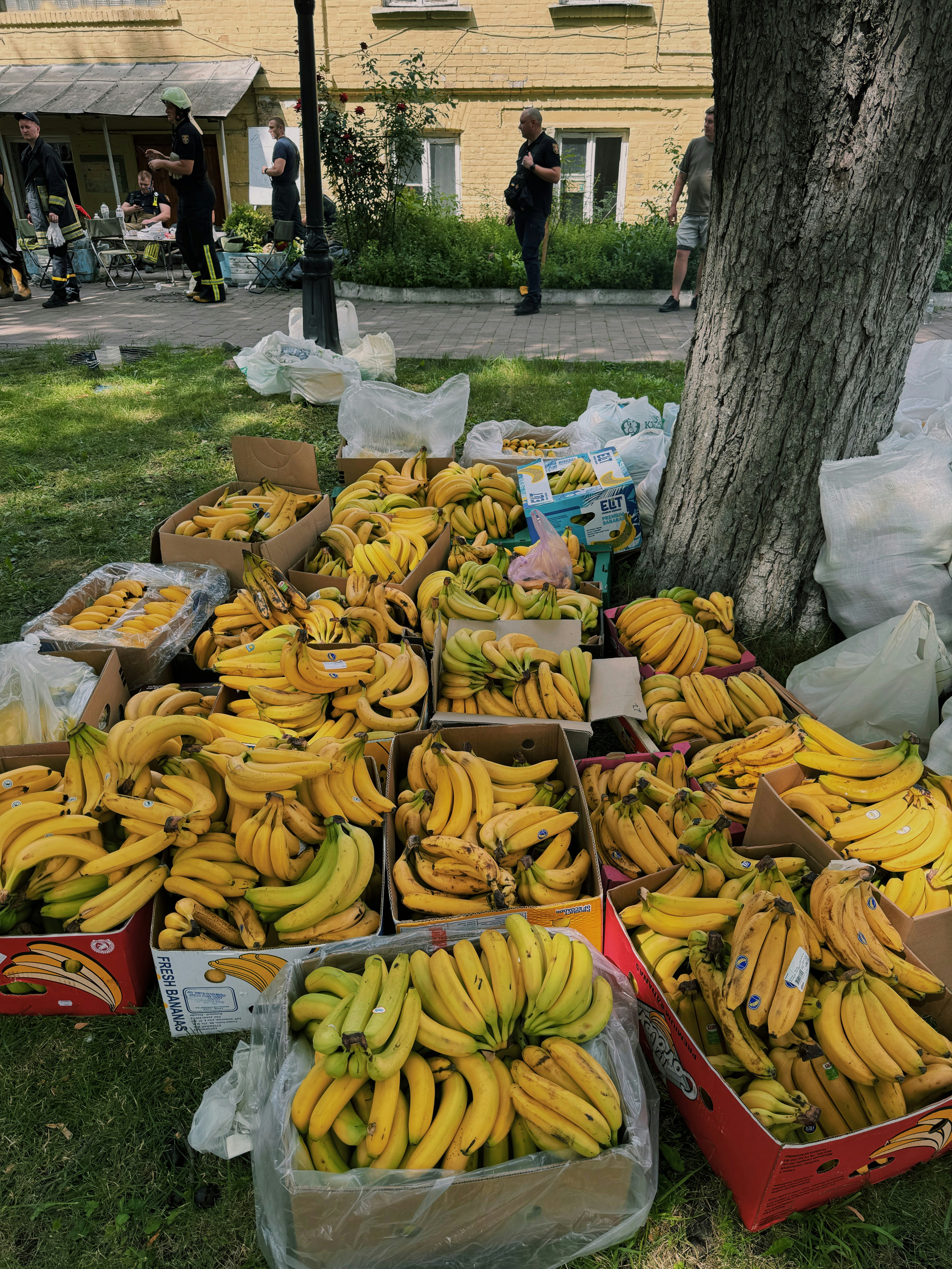 A bunch of bananas that are sitting on the ground photo – Free Ukraine ...
