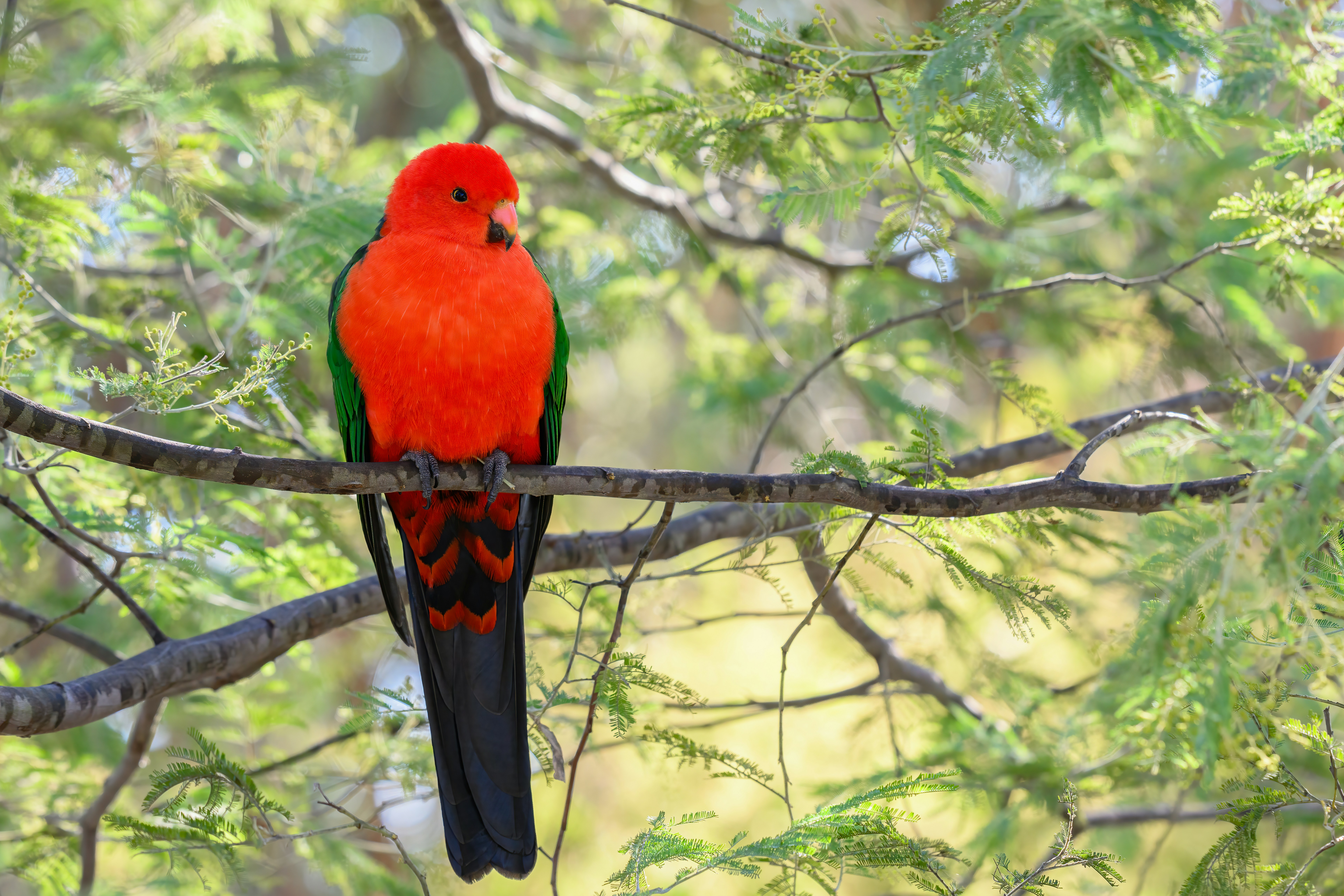 A red and green bird sitting on a tree branch photo – Free Australia ...