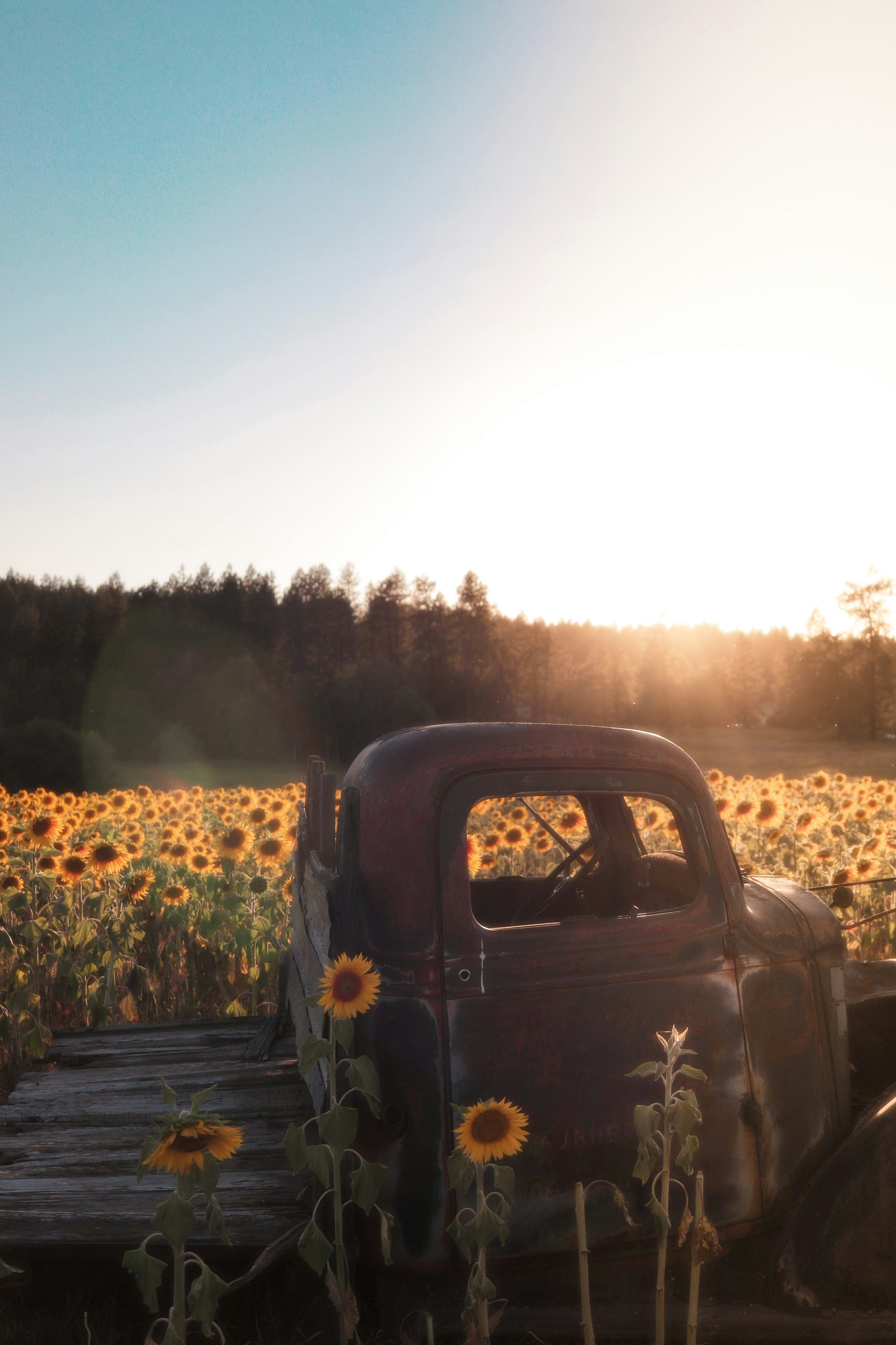 Sunflower Field and the Rusted Truck at Golden Hour