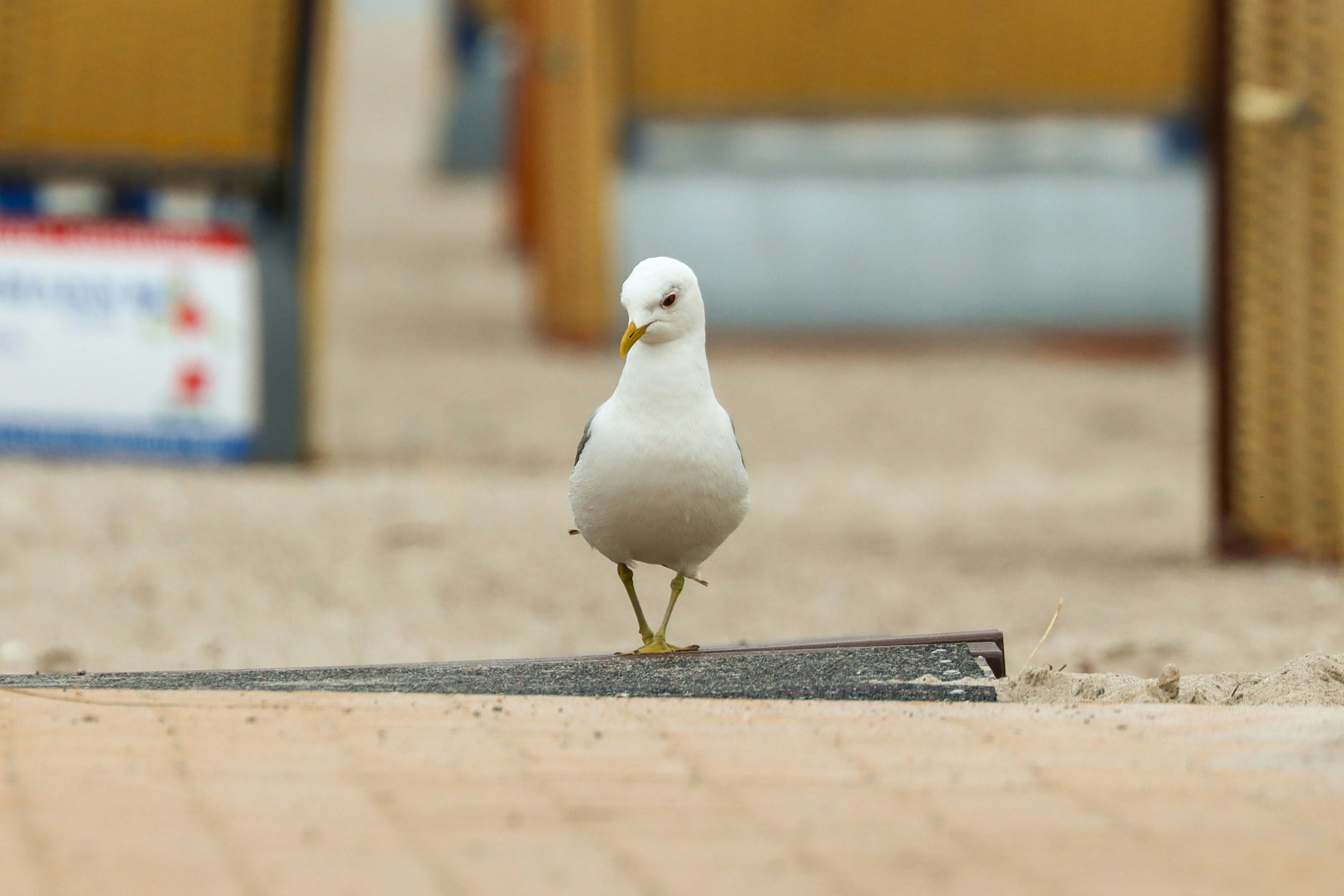Weathered Plank, Watchful Seagull: A Quiet Beach Moment
