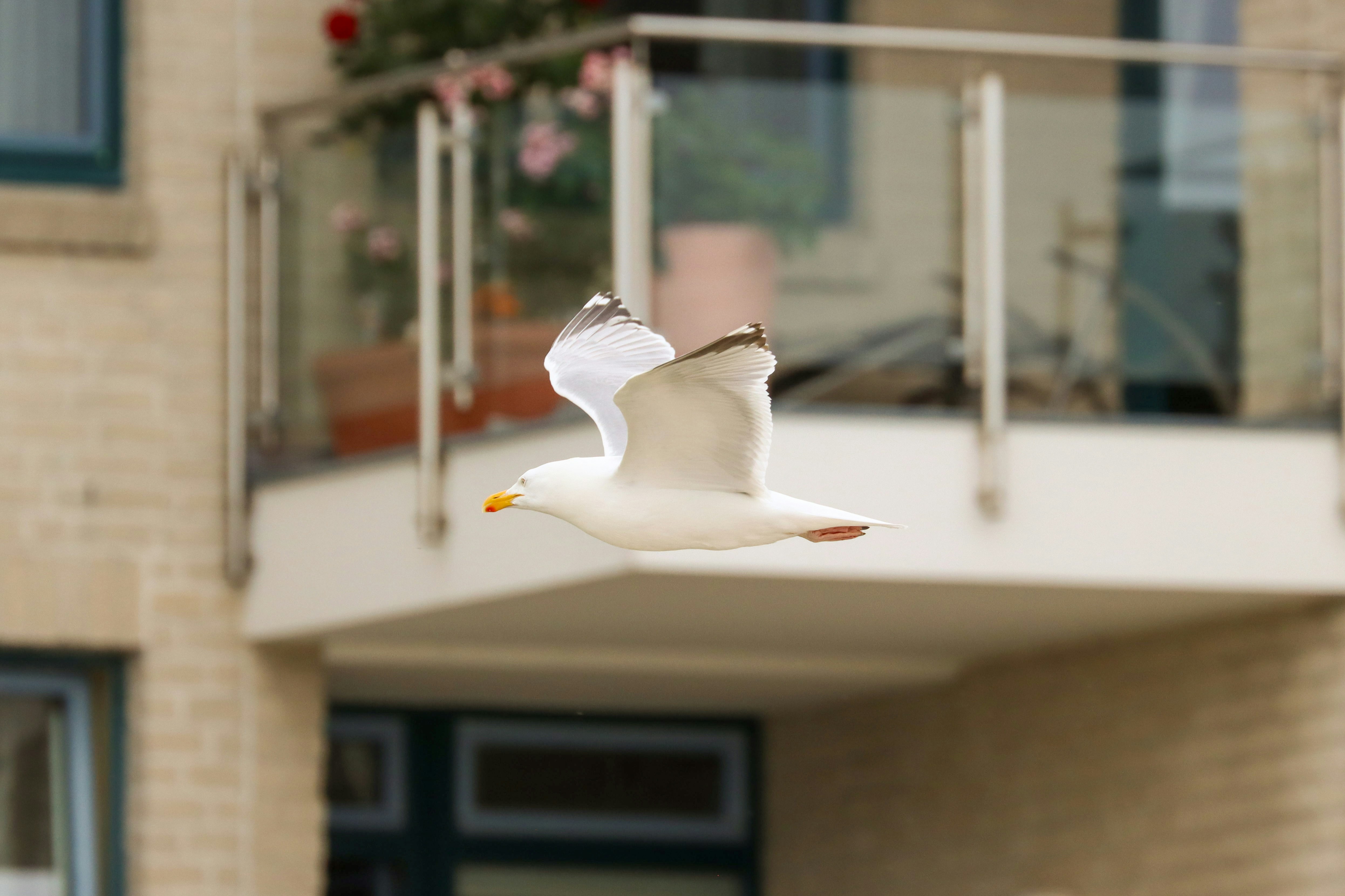 Midflight Grace: A Seagull Skims the Urban Terrace