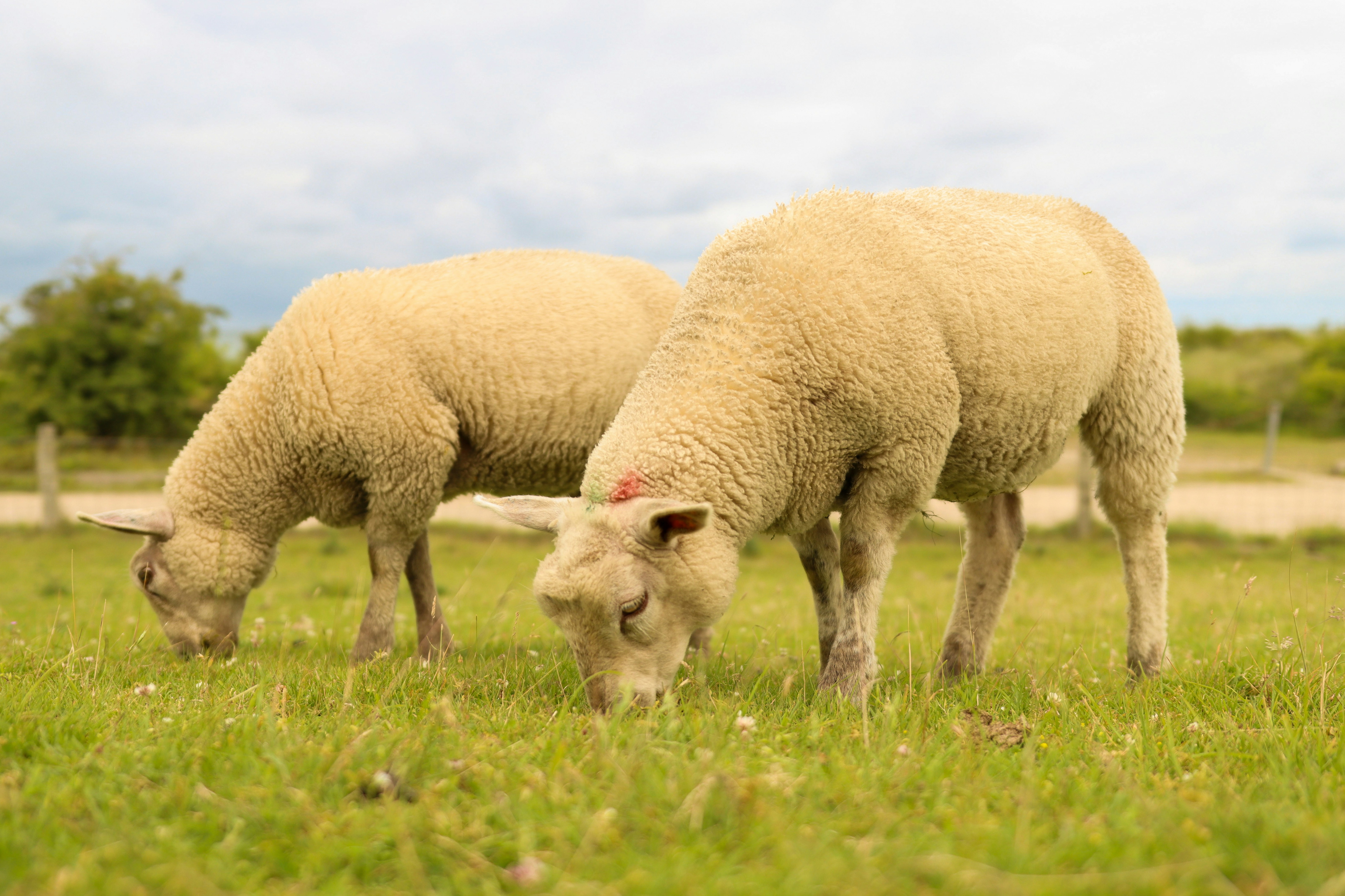 Two sheep grazing in a field of grass photo – Free Summer Image on Unsplash