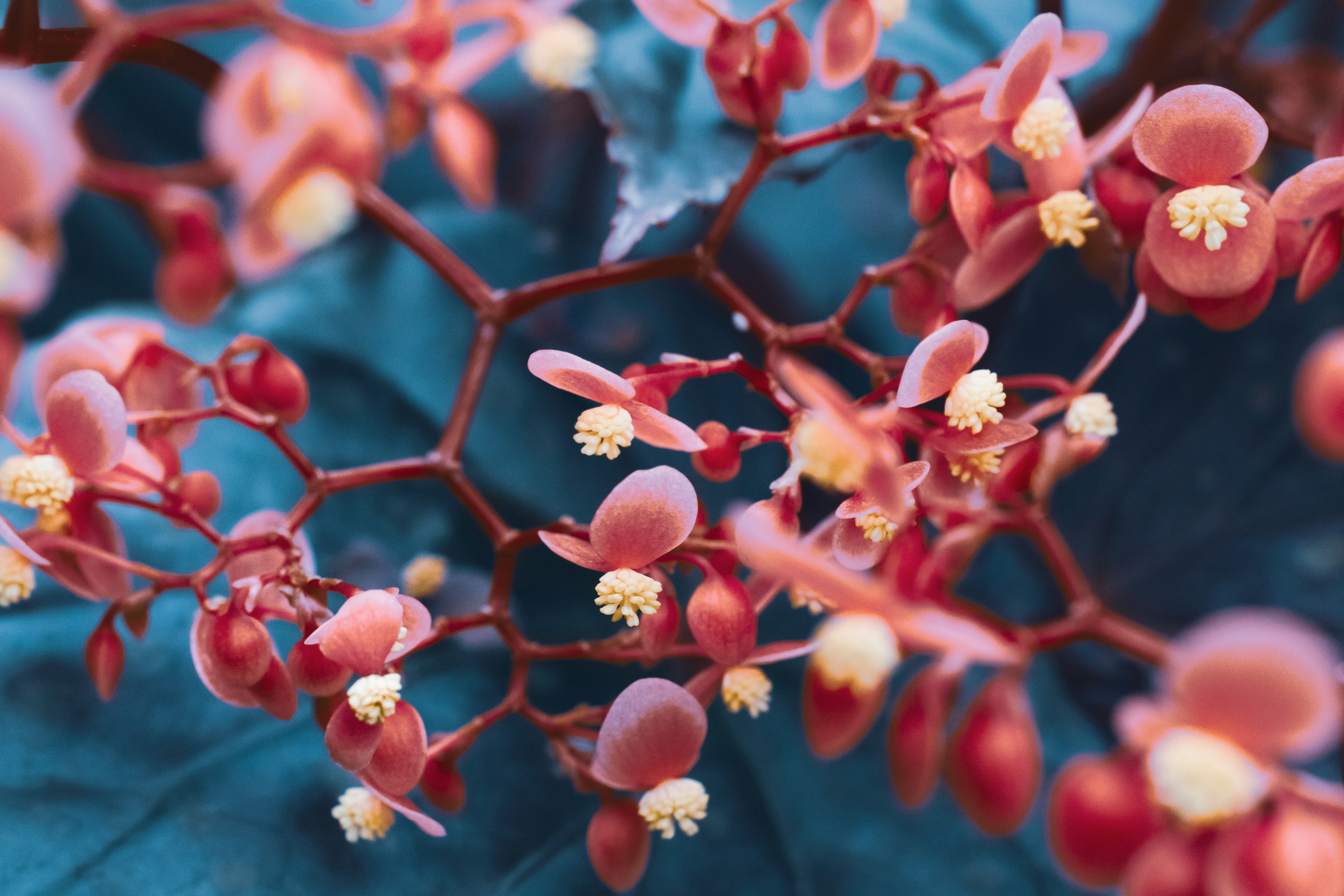 Crimson Blossoms on a Geometric Stem