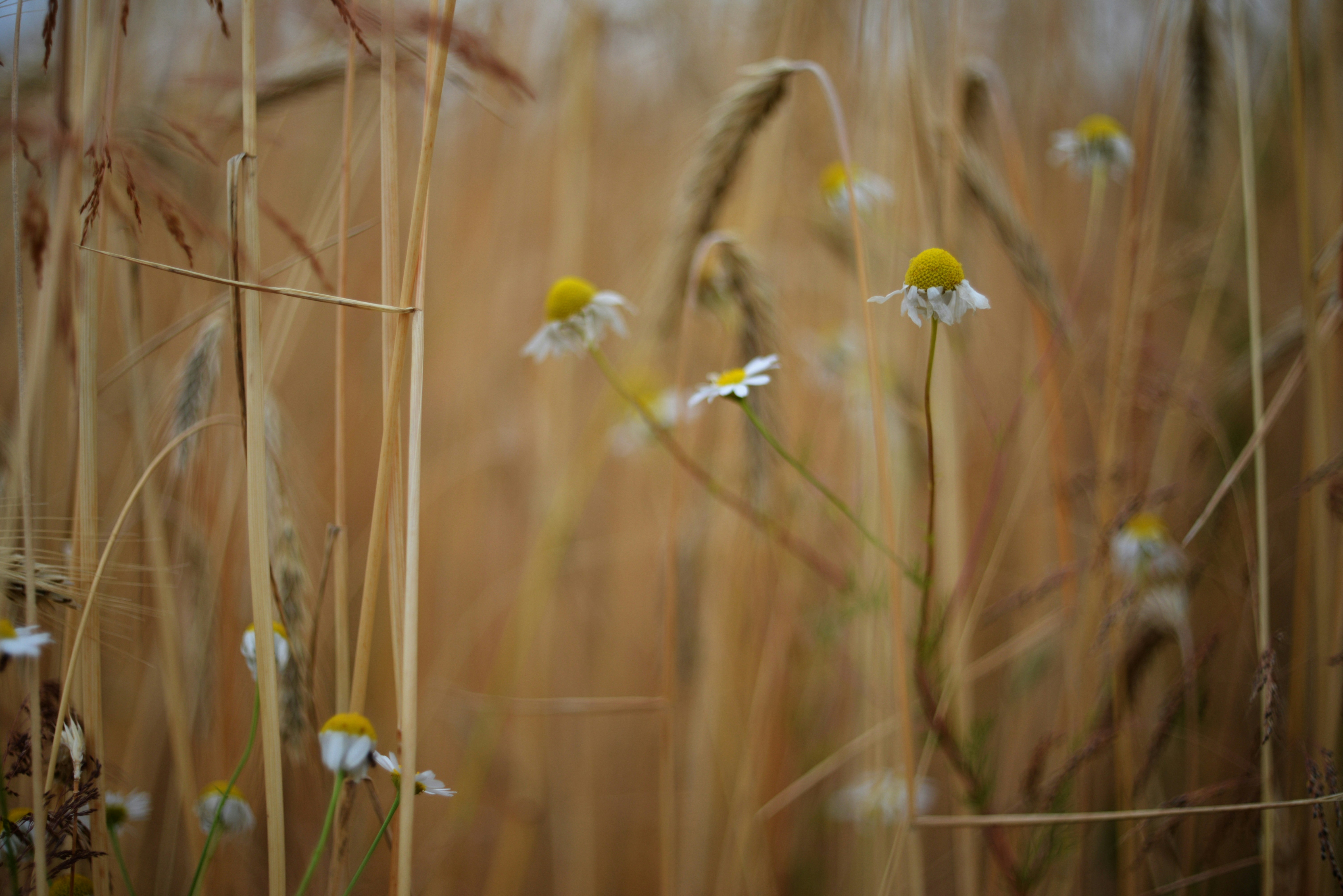 Wild chamomile flowers amidst golden wheat stalks in a gentle breeze.