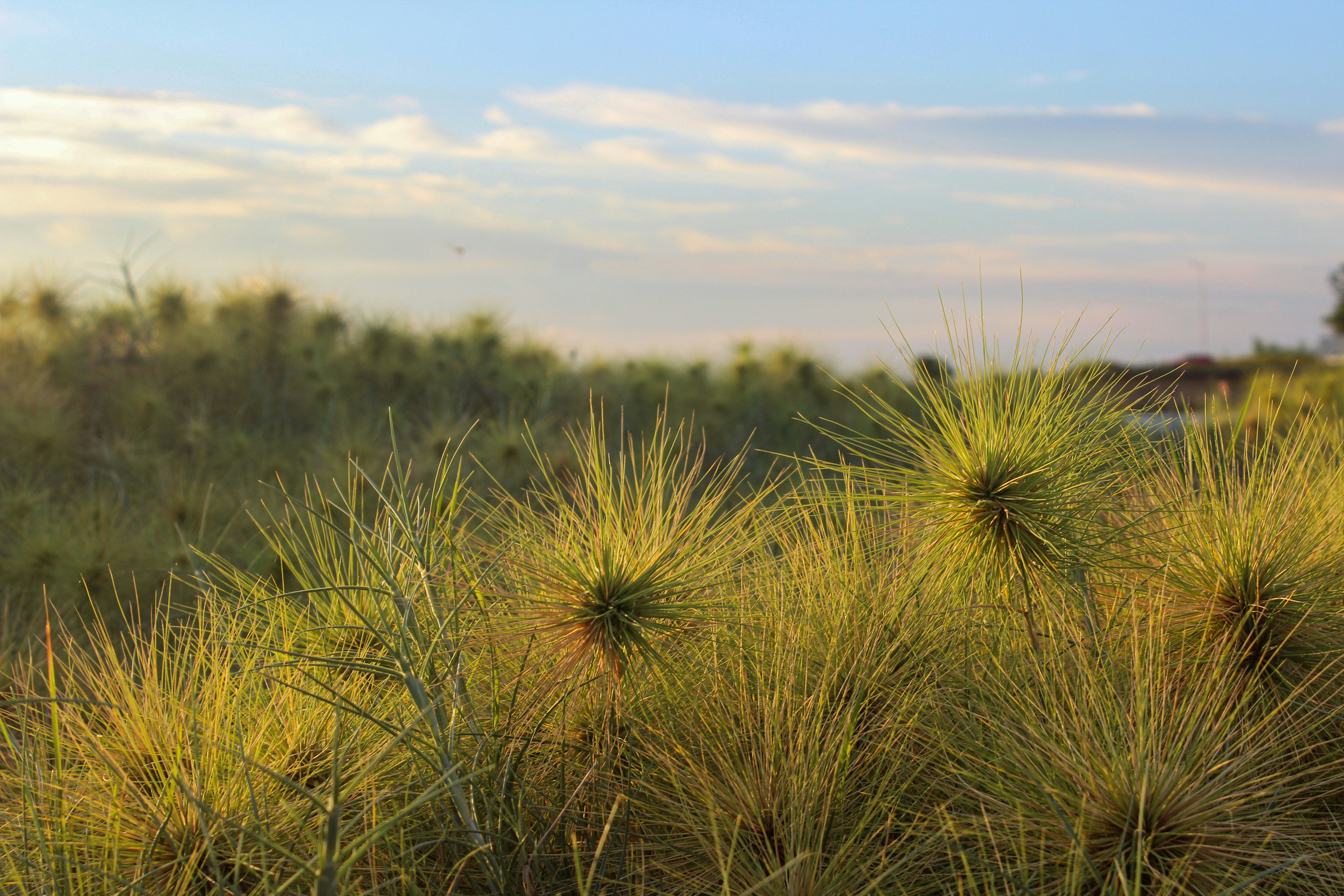 A field of tall grass with trees in the background photo – Free Green ...