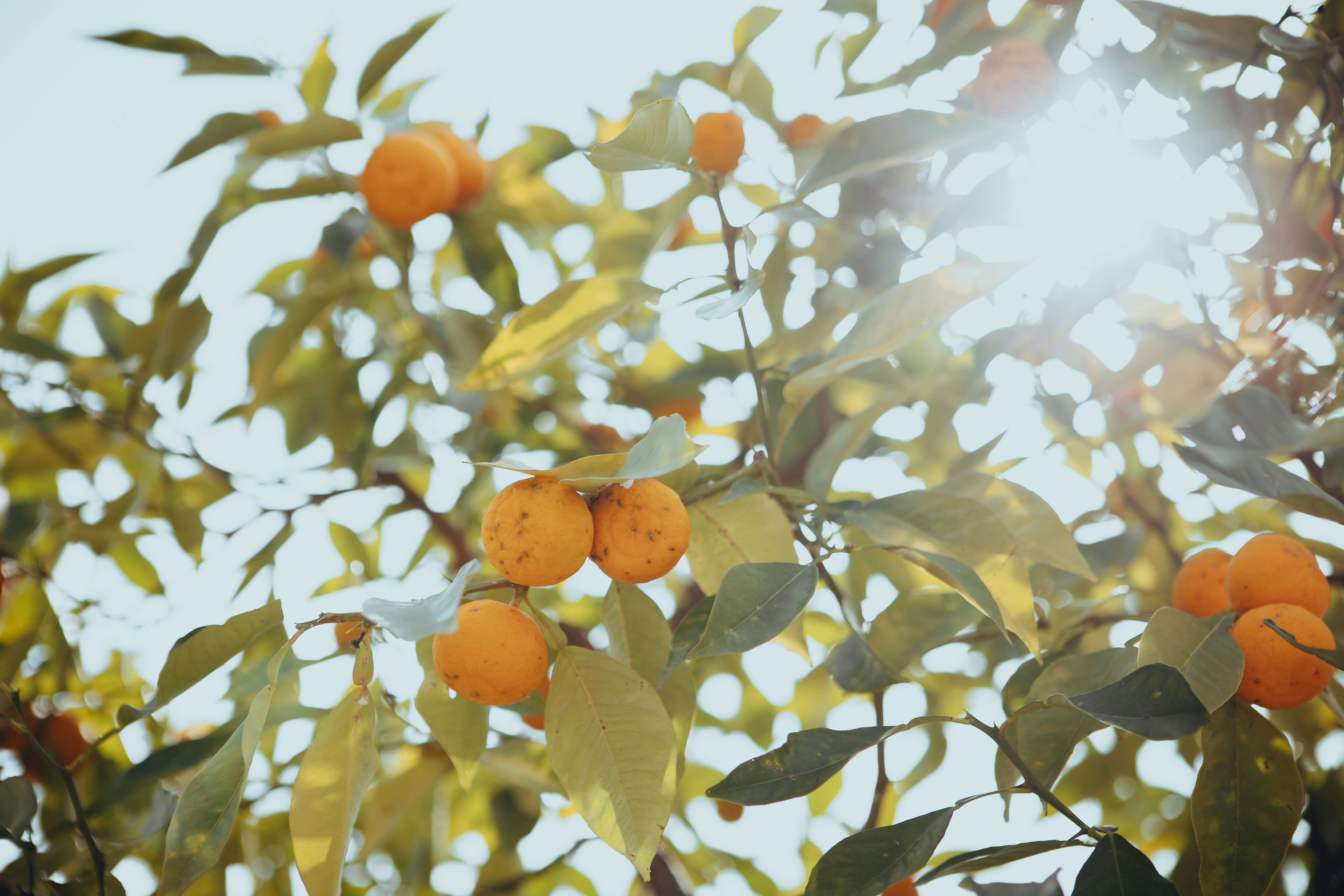 Sunlit Persimmons Among Whispering Leaves