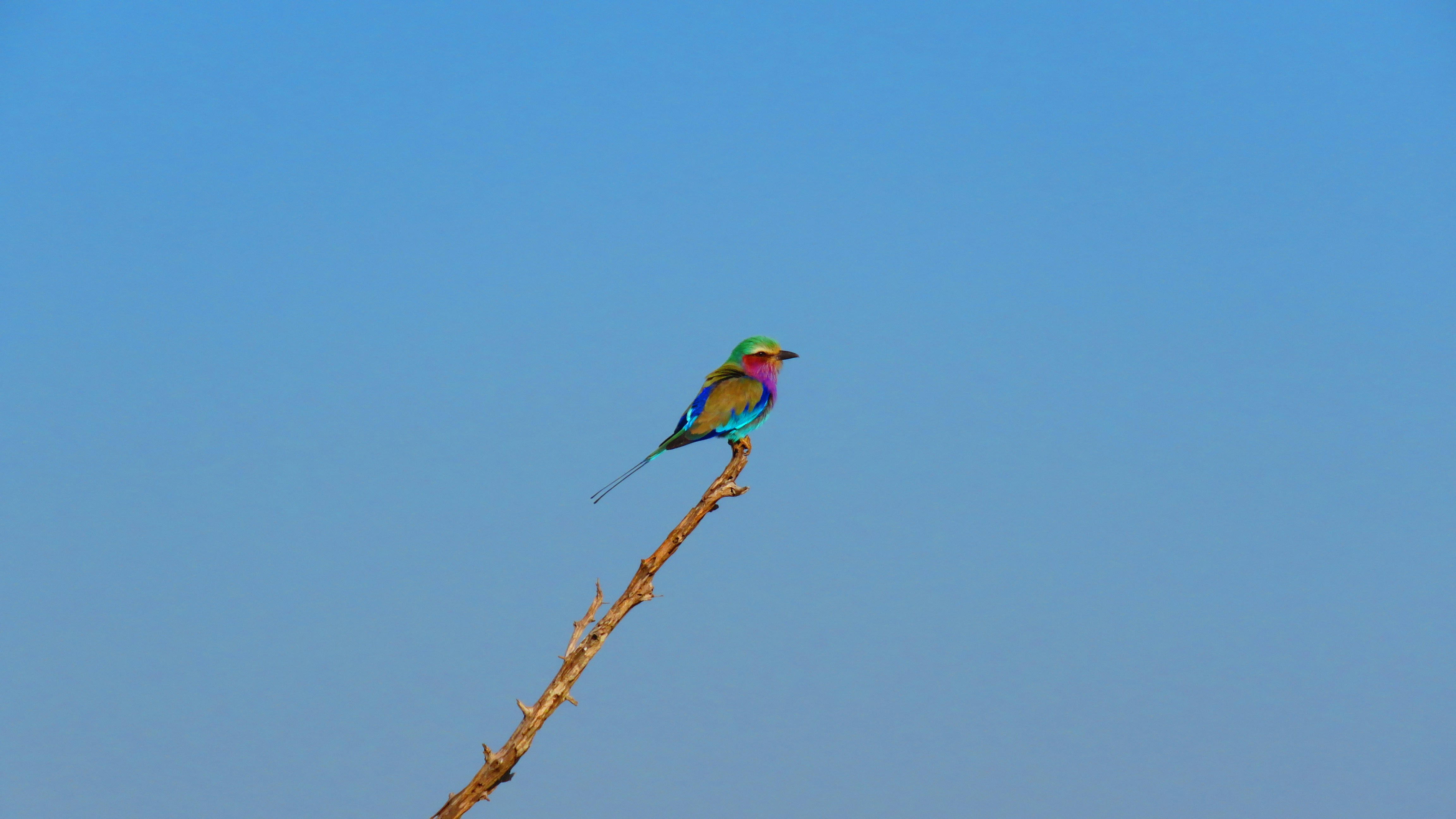 Lilac breasted roller found in the Kruger park in South Africa