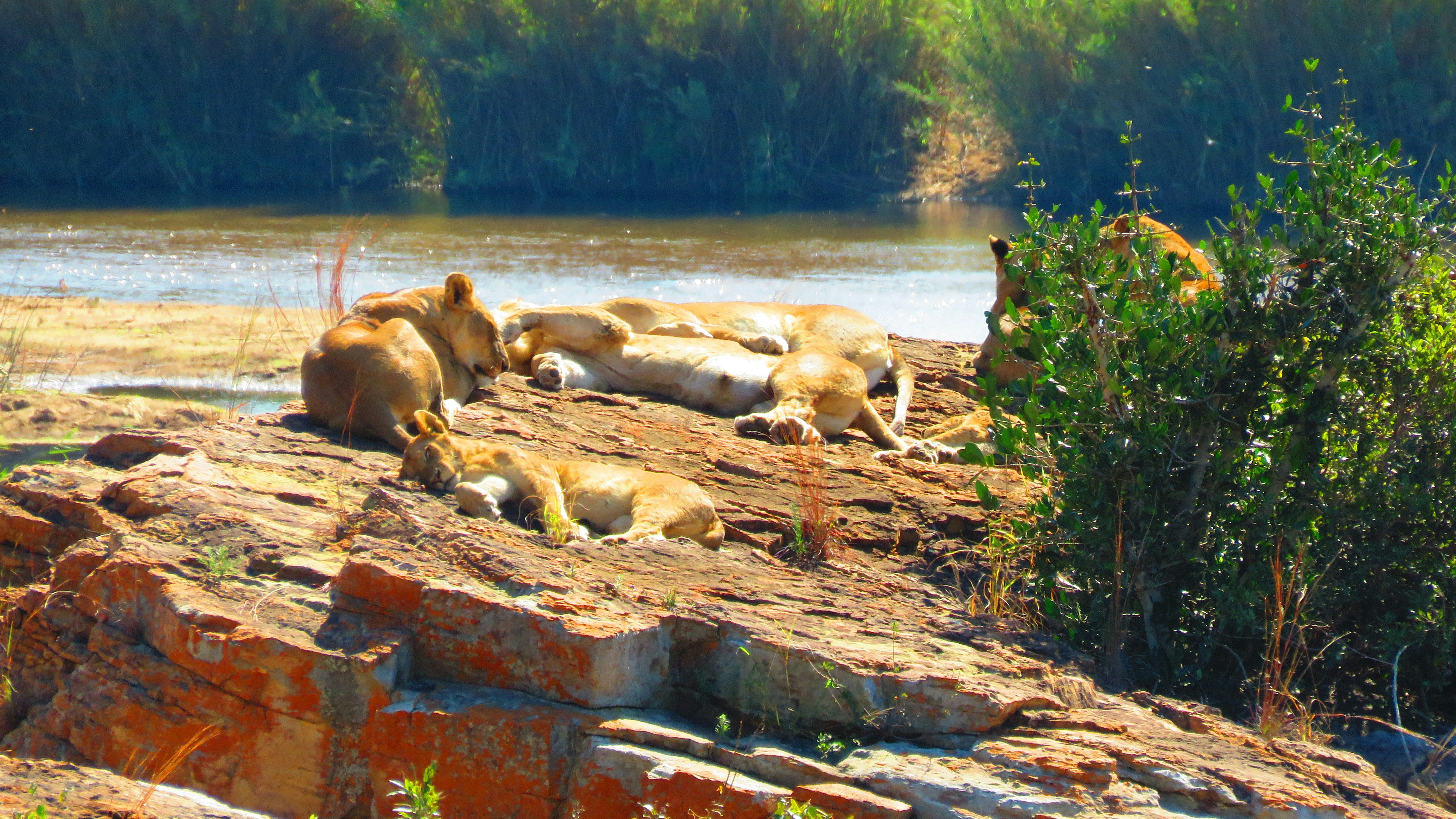 Stonewatch on the Riverbank: A Dozing Pride of Lions