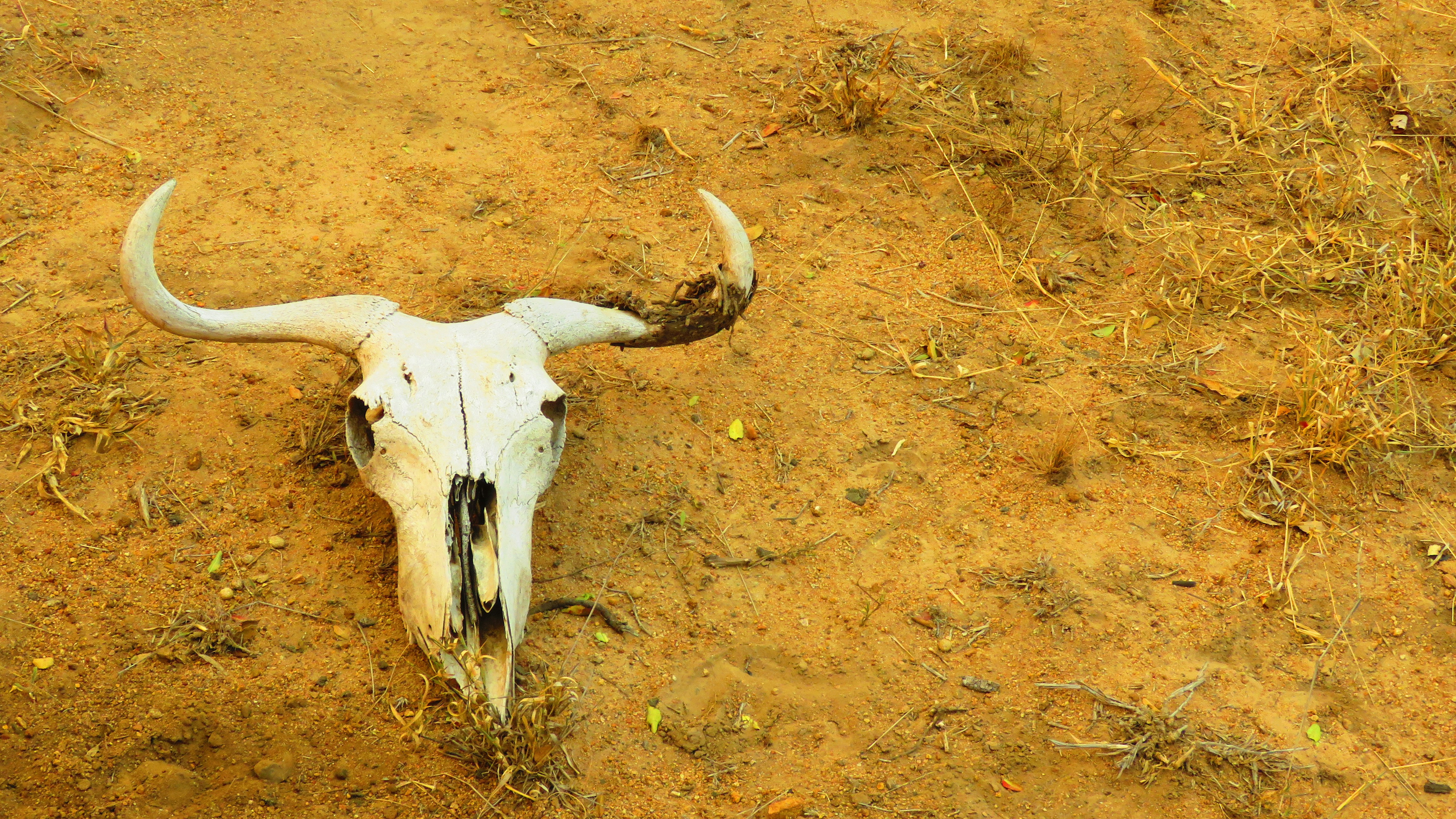 Mysterious Cattle Mutilations: Another Report Just In - Weird Darkness
