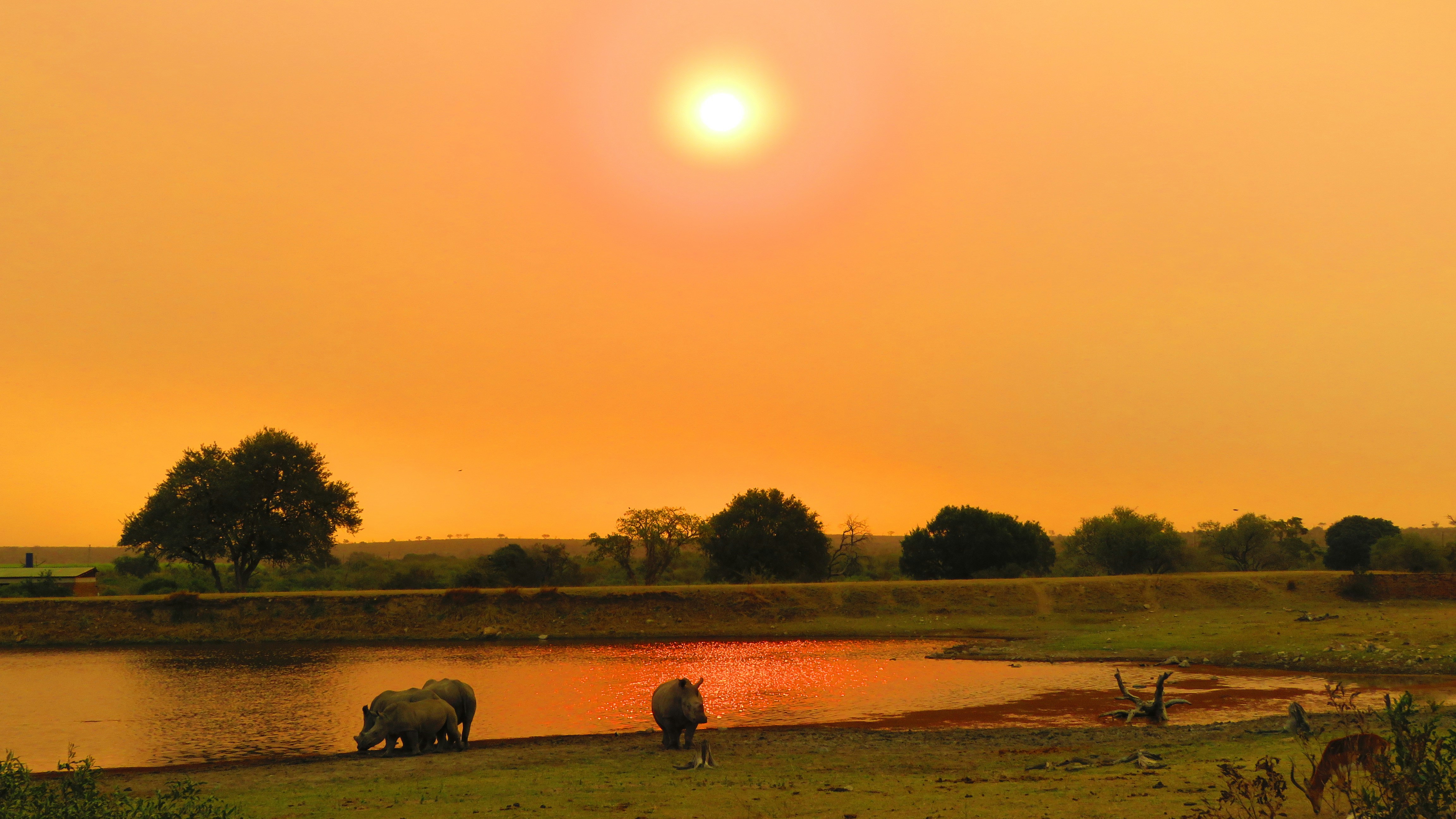 A group of animals grazing in a field at sunset photo – Free Sunset ...