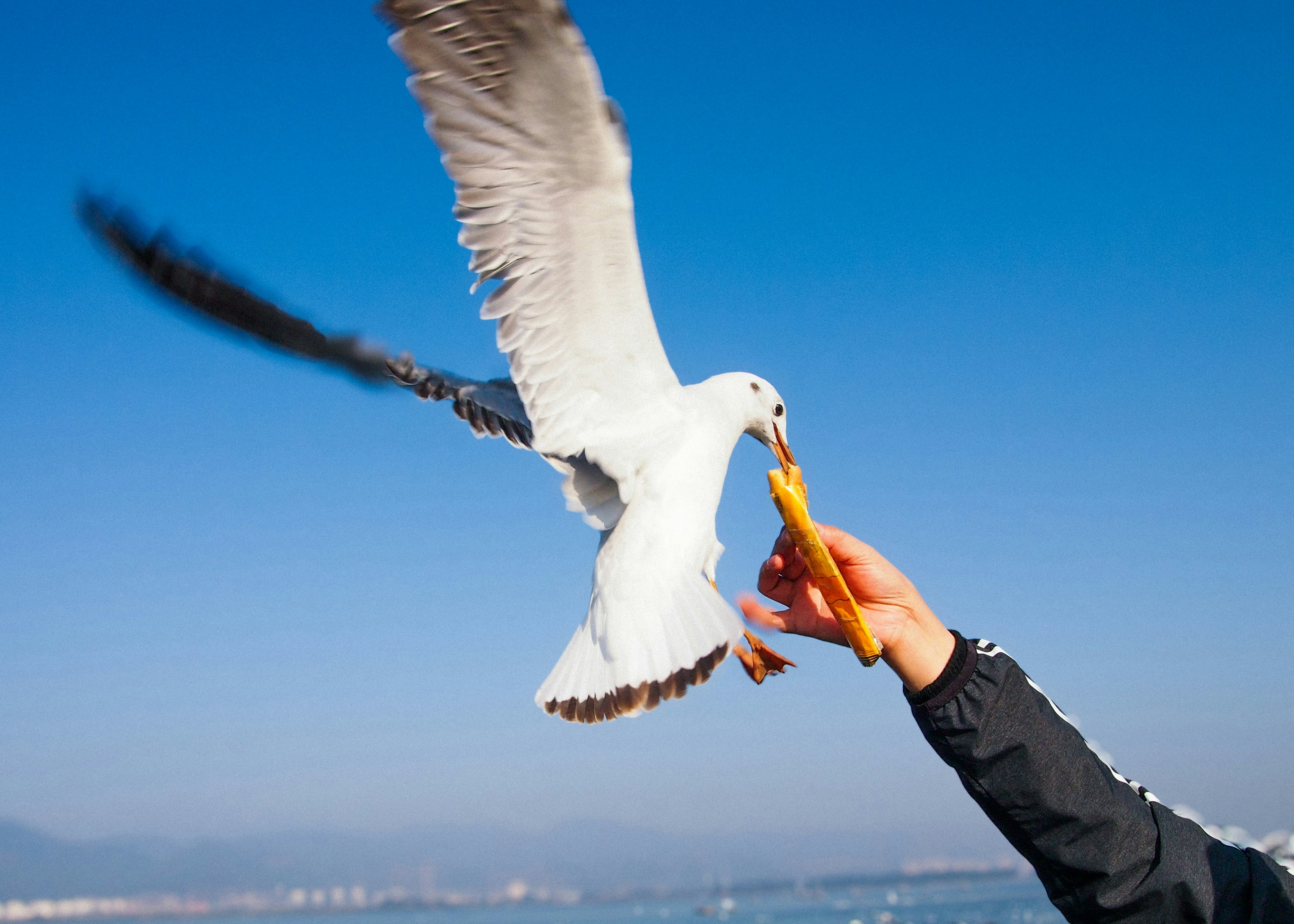 A white gull in mid-flight snatches a snack from a gloved hand along a sunlit shoreline. This photograph captures rapid motion and the interaction between human and seabird under a bright blue sky.