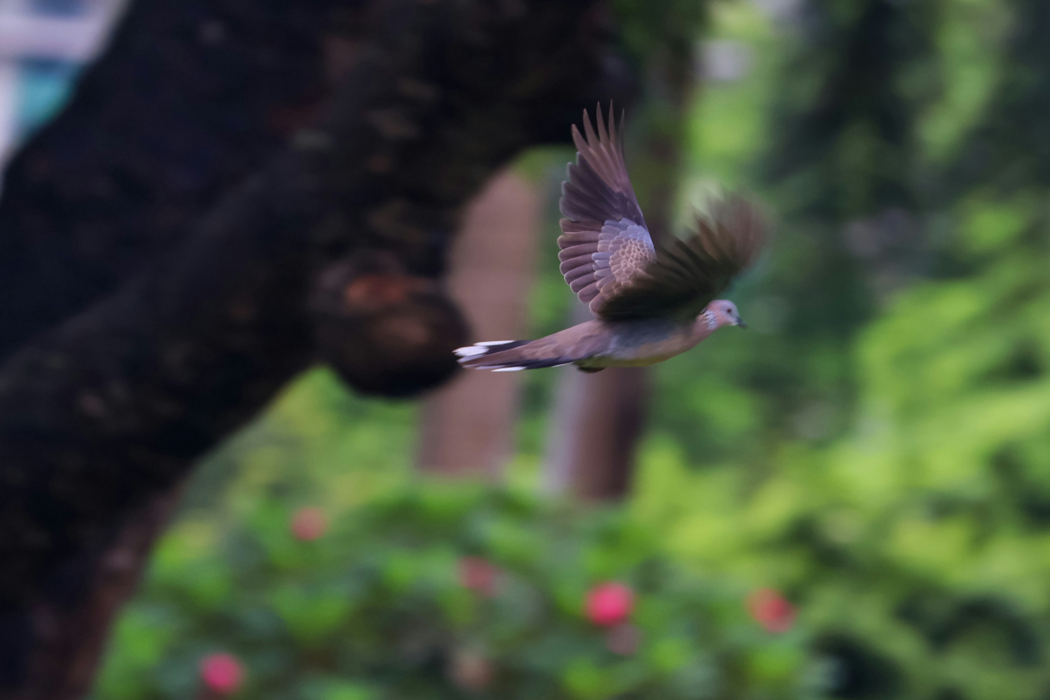 Wingbeat Across a Verdant Garden of Pink Blooms