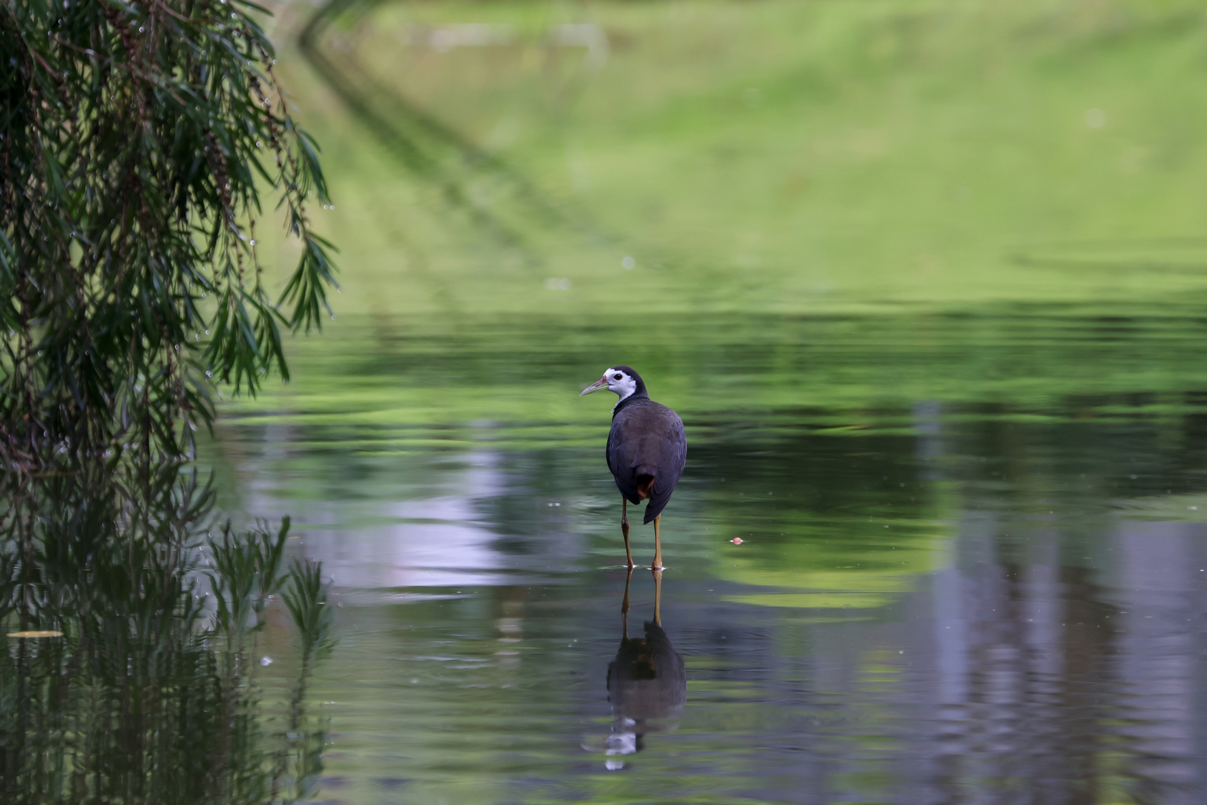 A bird standing in the middle of a lake photo – Free Green Image on ...