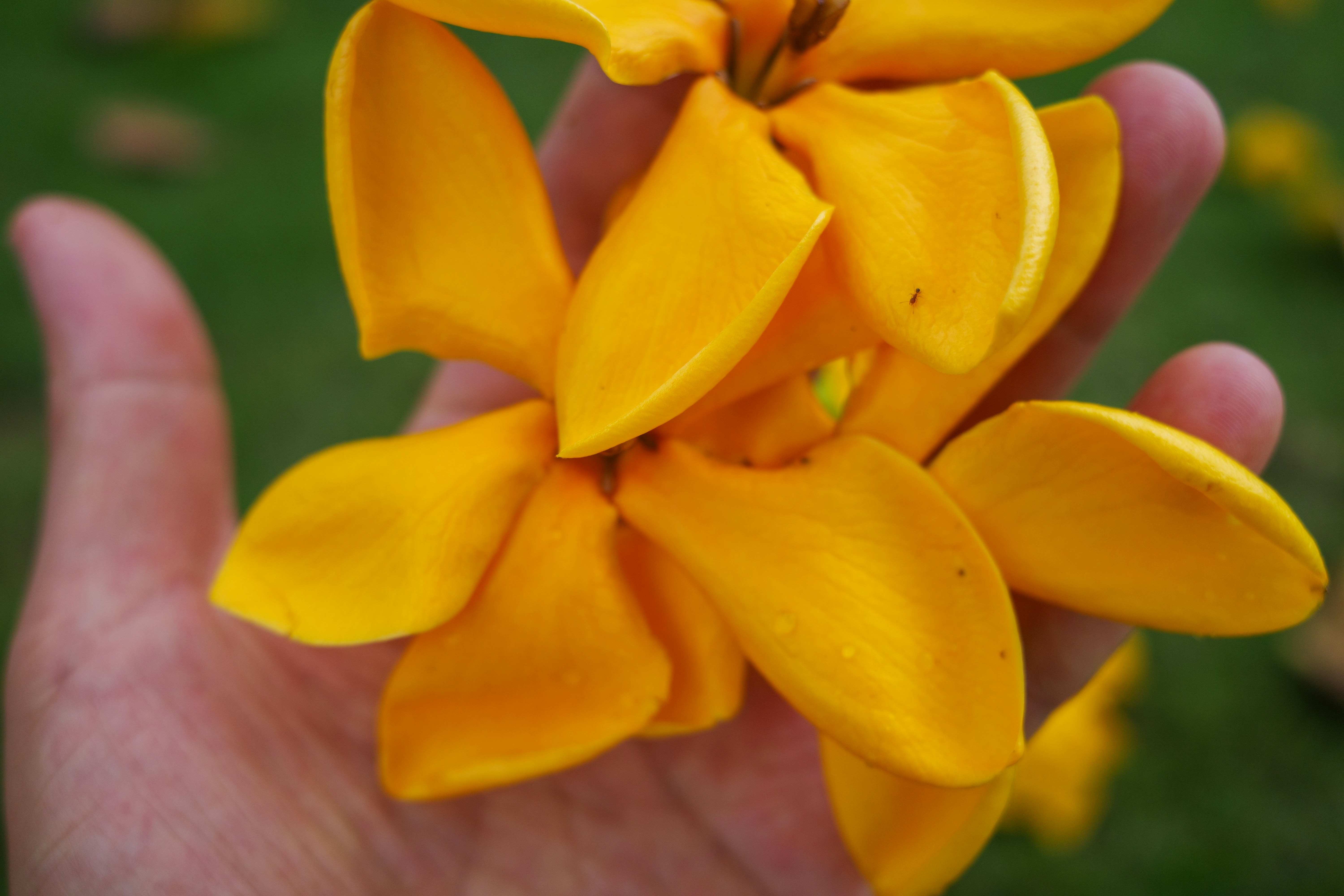 Golden Orchid in Hand: A Close-Up of Petals and Touch