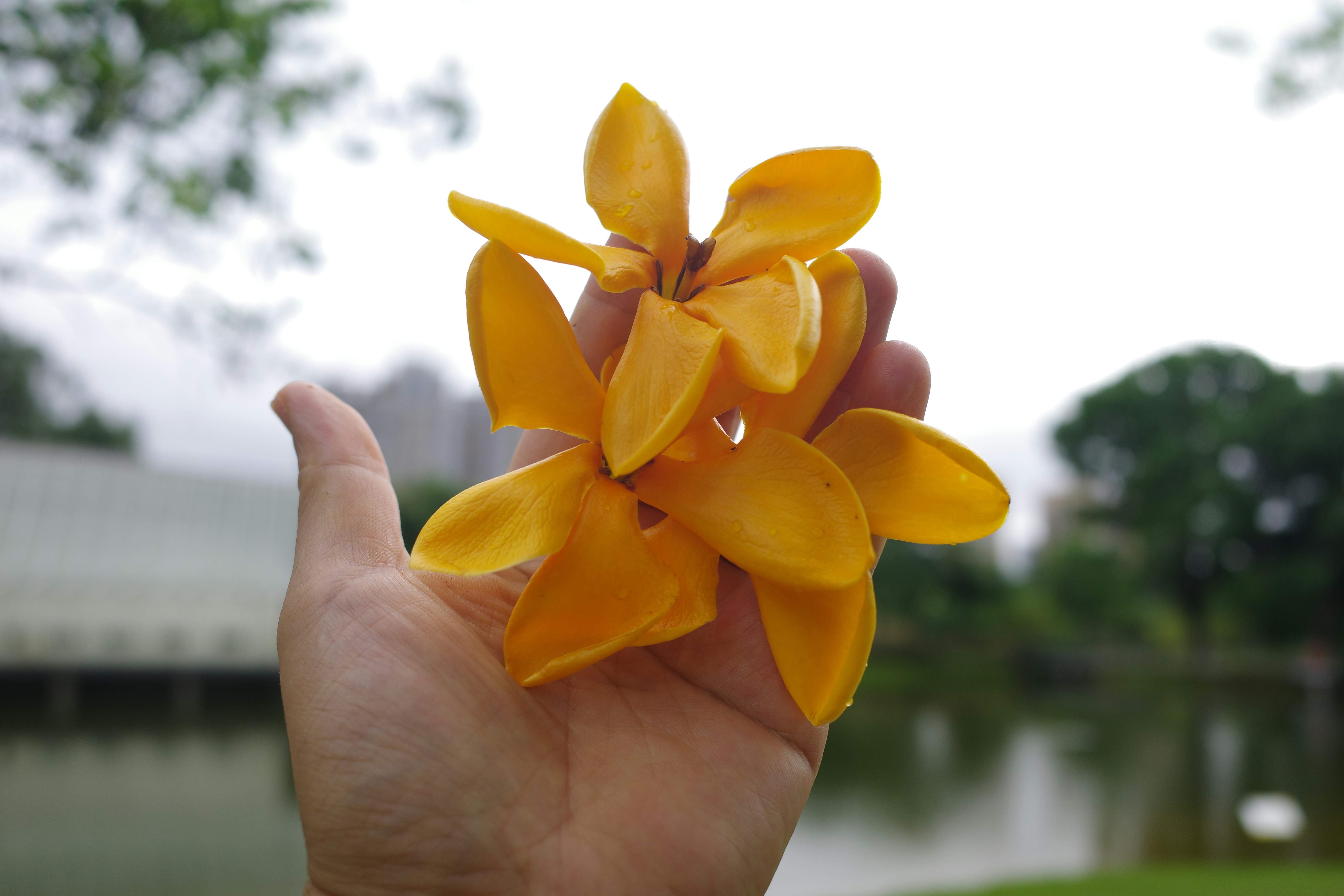 Close-up of a hand holding bright yellow frangipani blossoms, with a blurred lake and pavilion in the background.