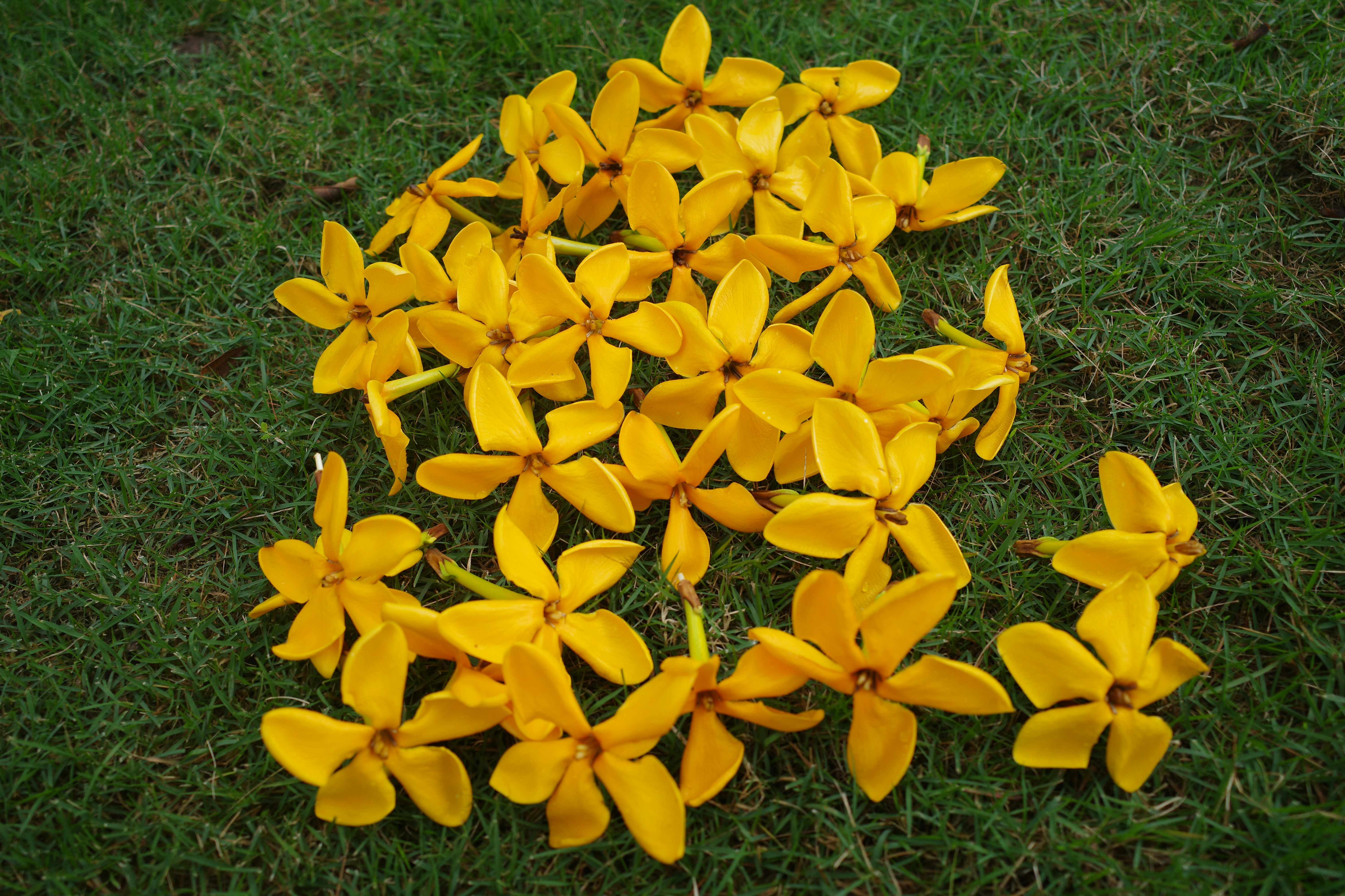 Yellow plumeria blossoms scattered across green grass in bright daylight.