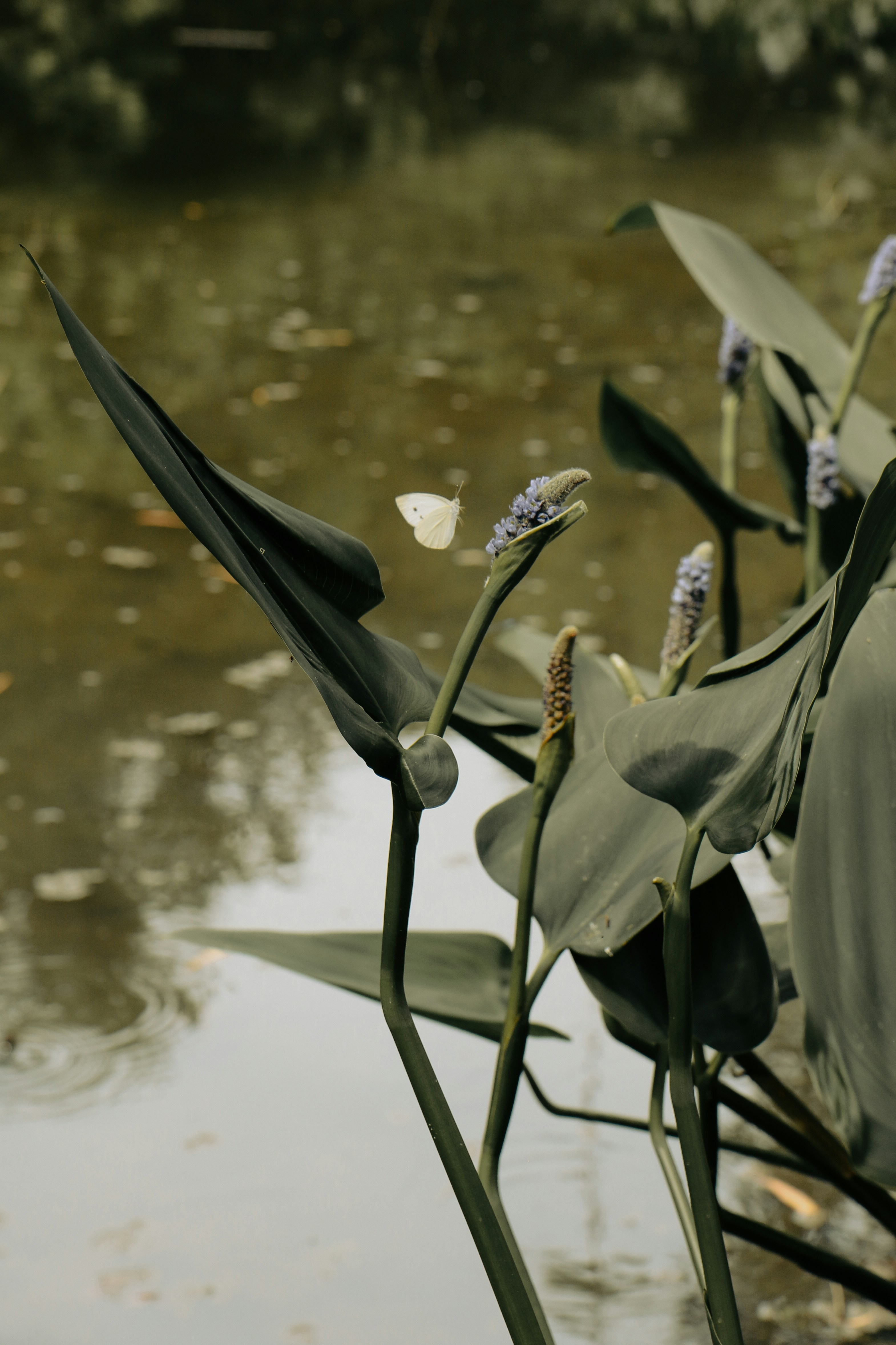 White Butterfly Adrift Among Canna Stalks by a Quiet Pond