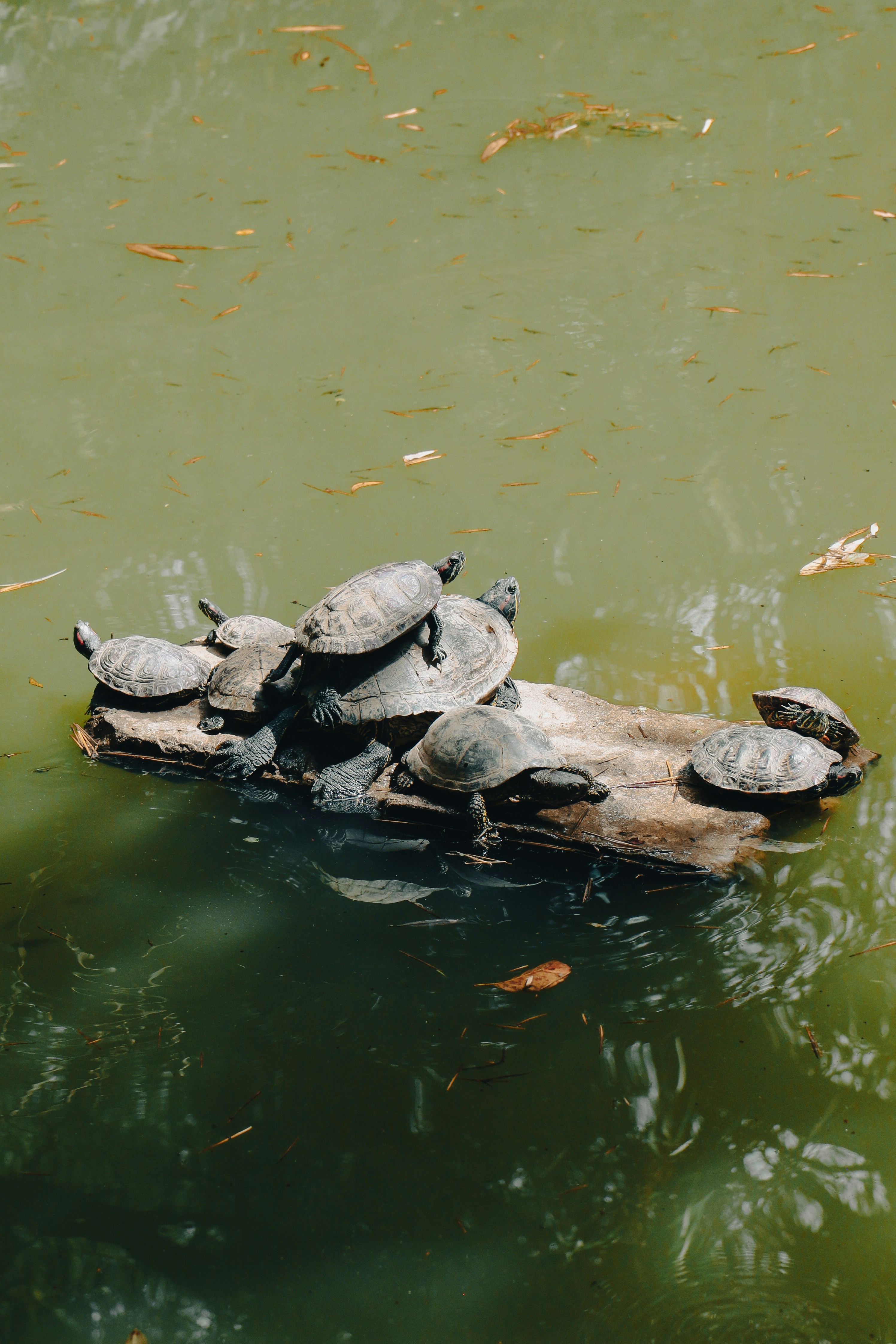 A group of turtles sitting on top of a log in a pond photo – Free ...