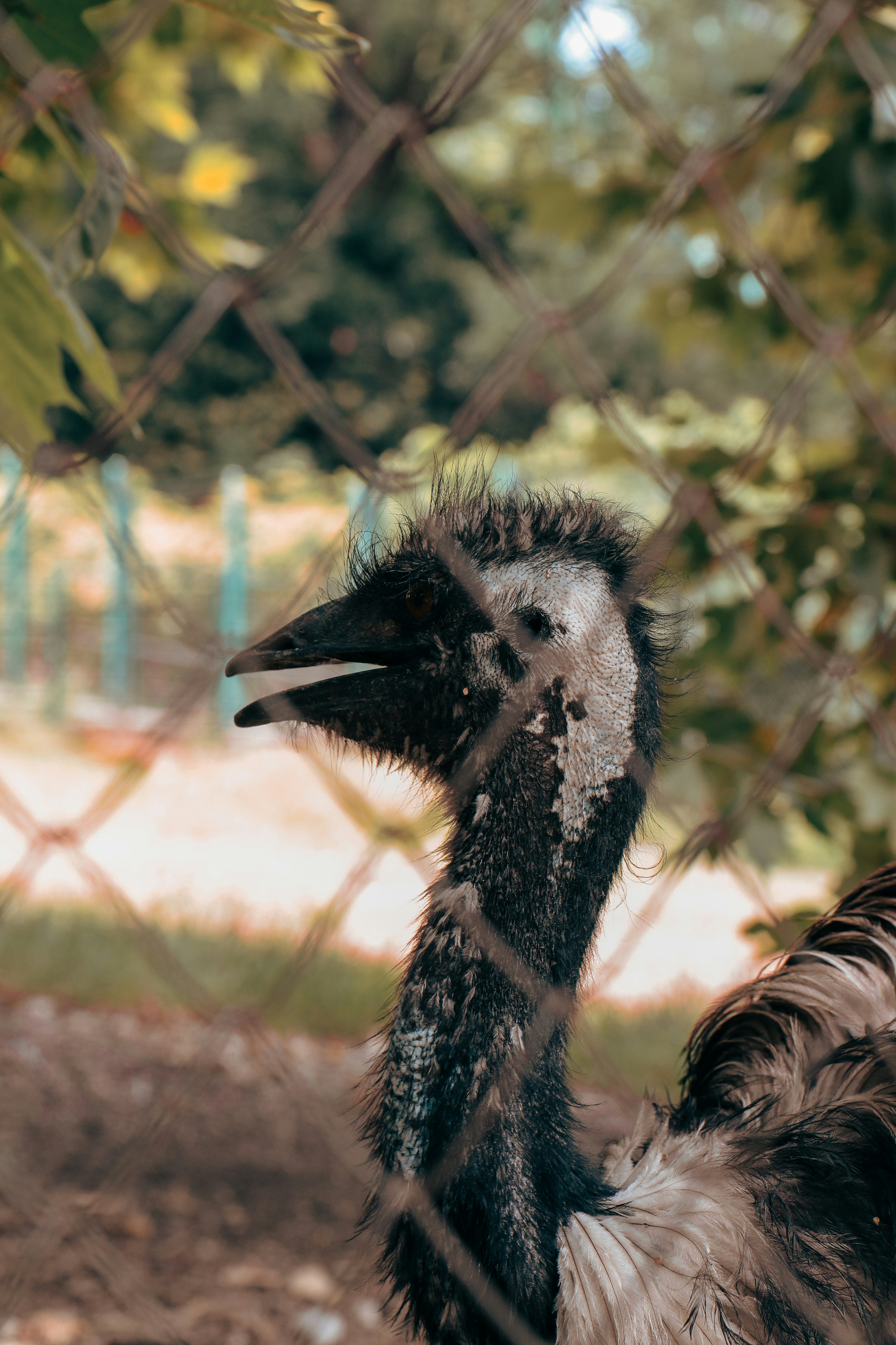 Gaze Behind the Mesh: An Emu at the Fence