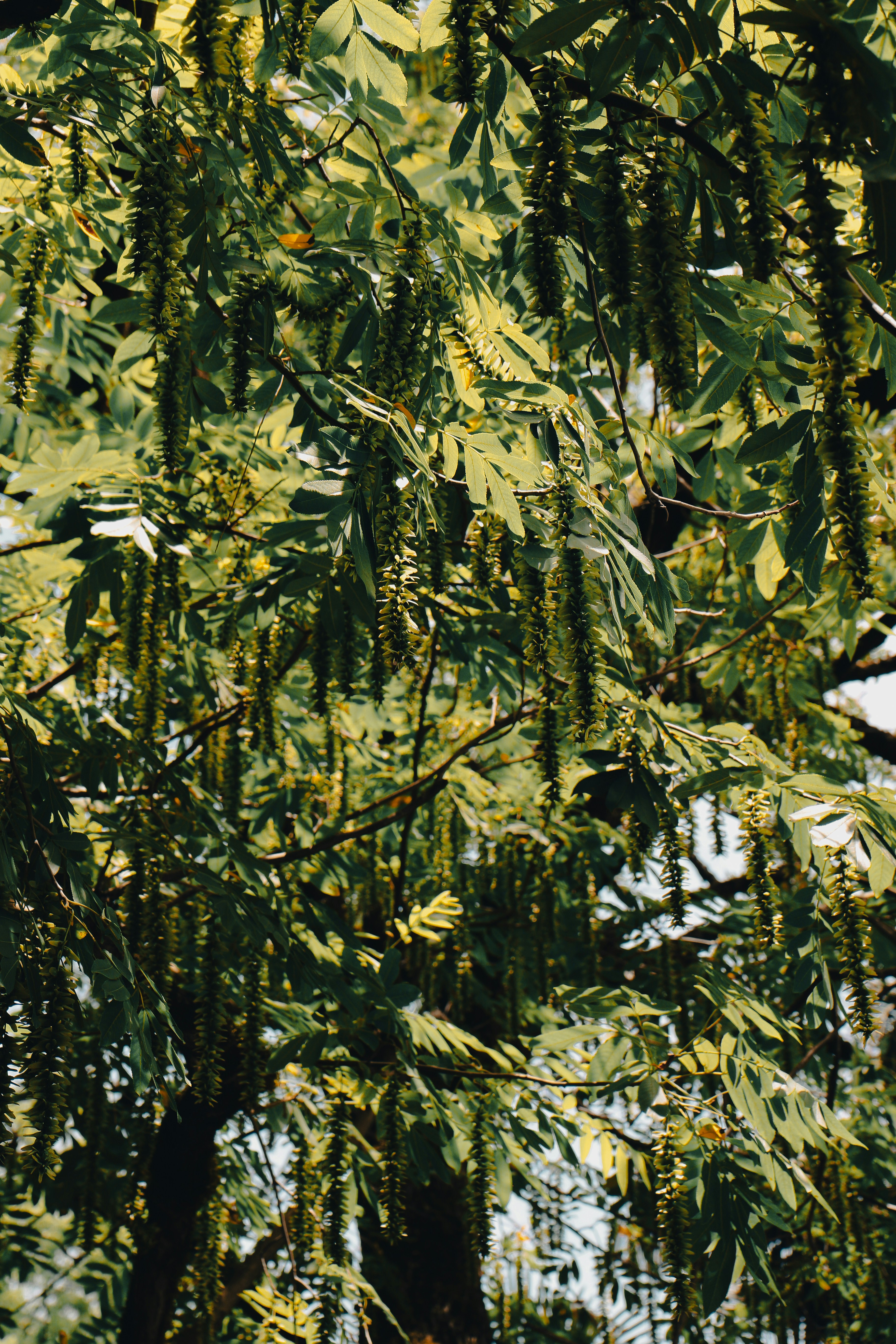 Verdant Threads: Catkins Draped in Sunlit Canopy