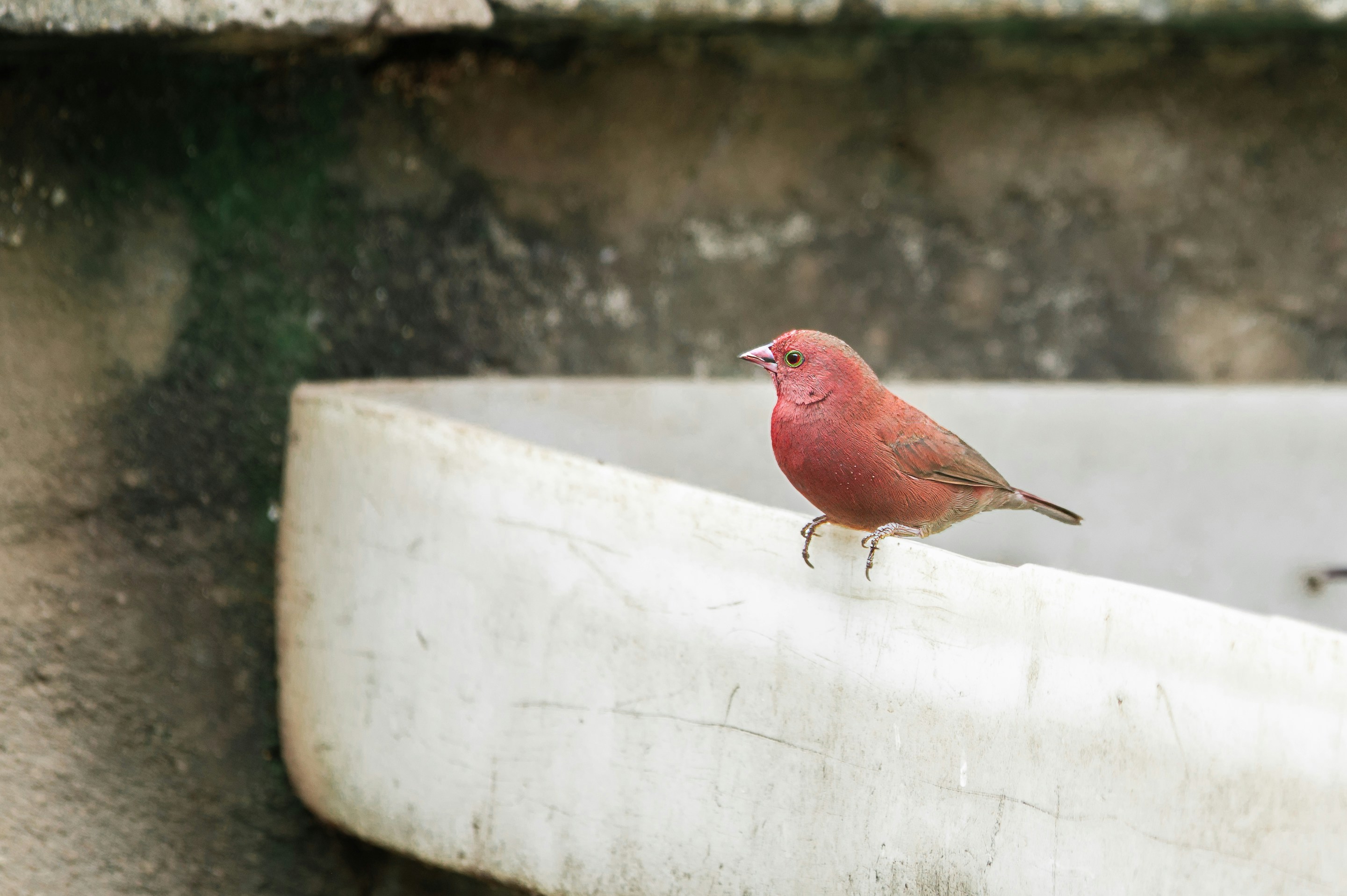 Crimson House Finch Perched on a Weathered White Railing