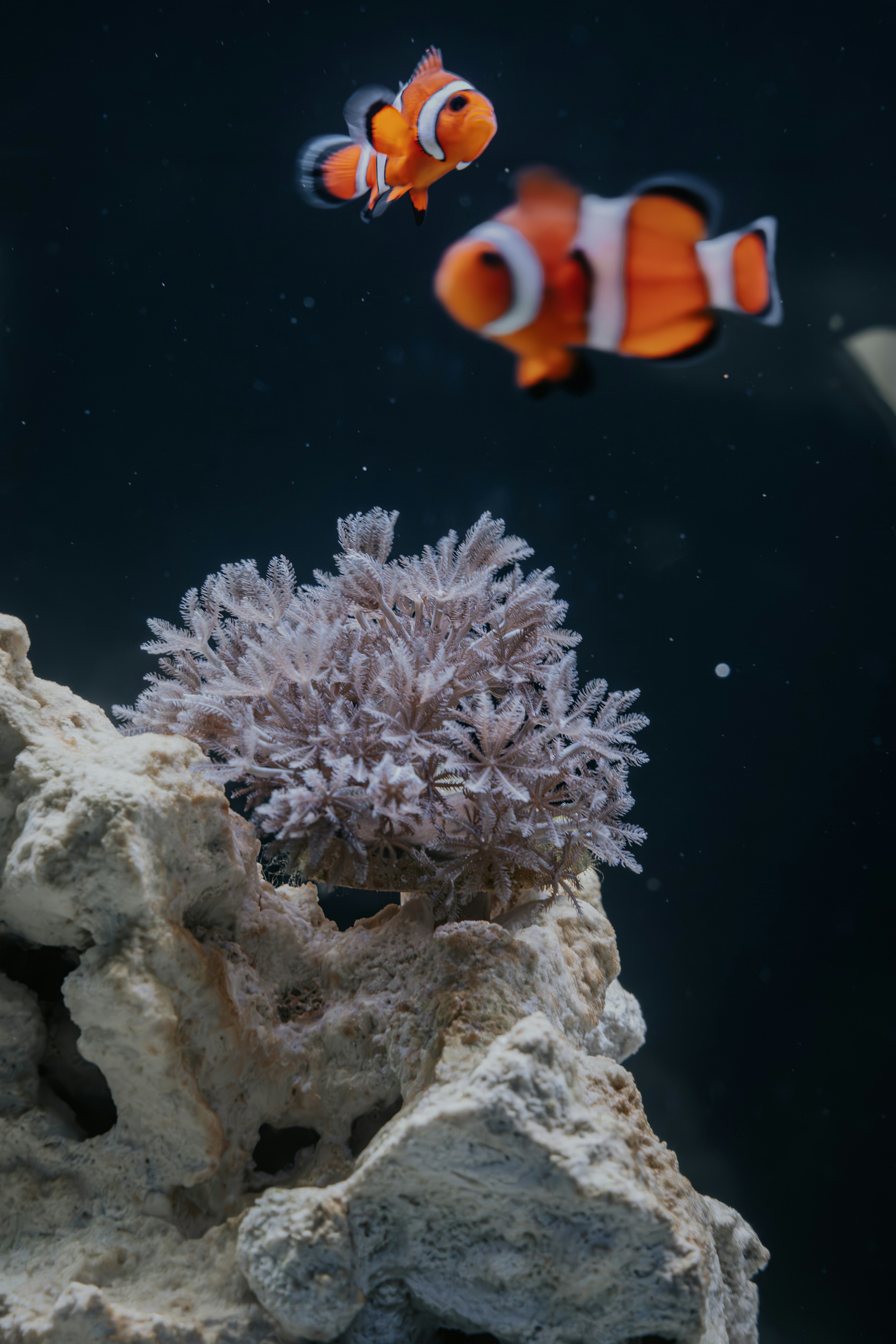 Pair of Clownfish Above Feather Coral in a Quiet Deep Reef