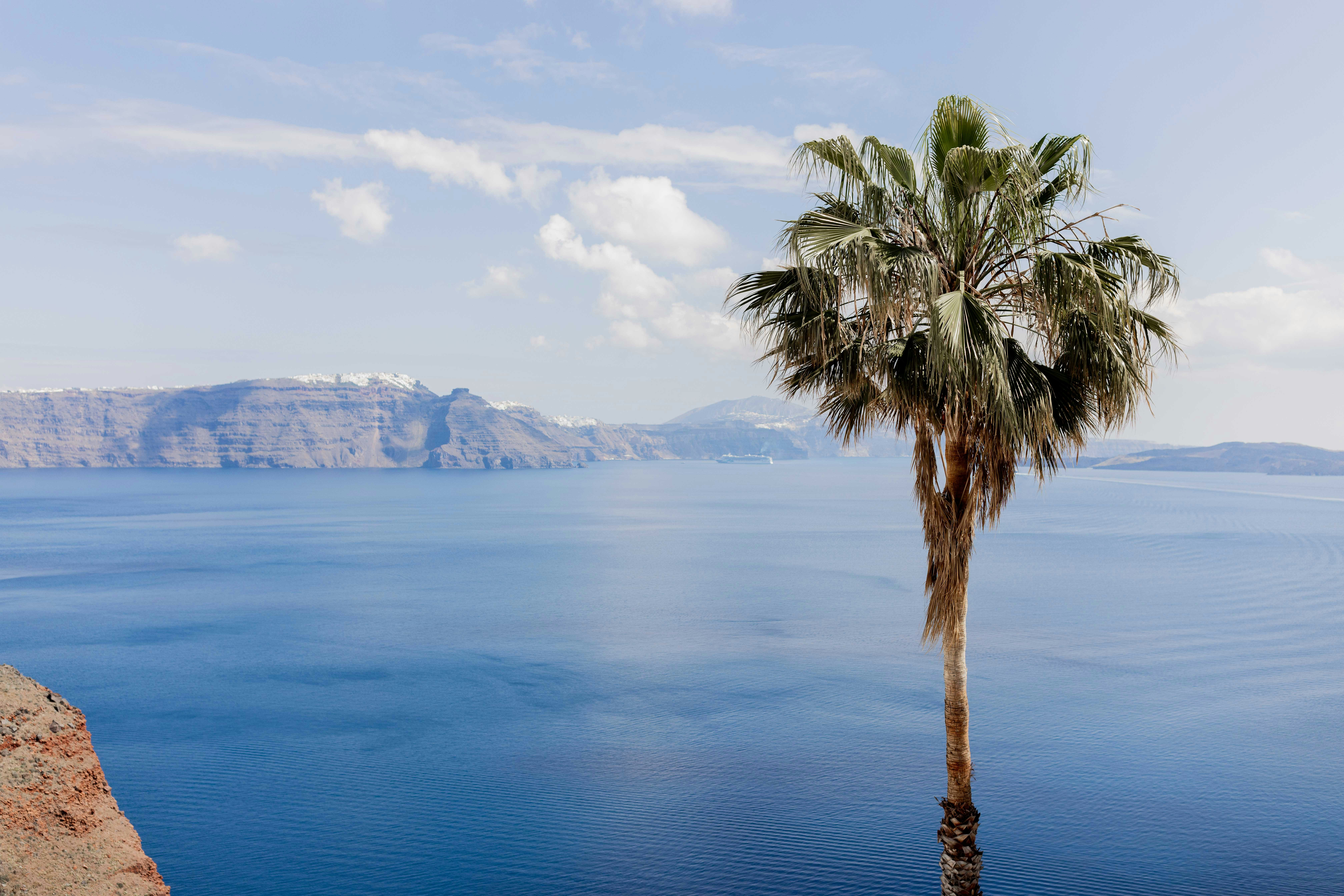 A lone palm tree on the edge of a cliff photo – Free Santorini Image on ...
