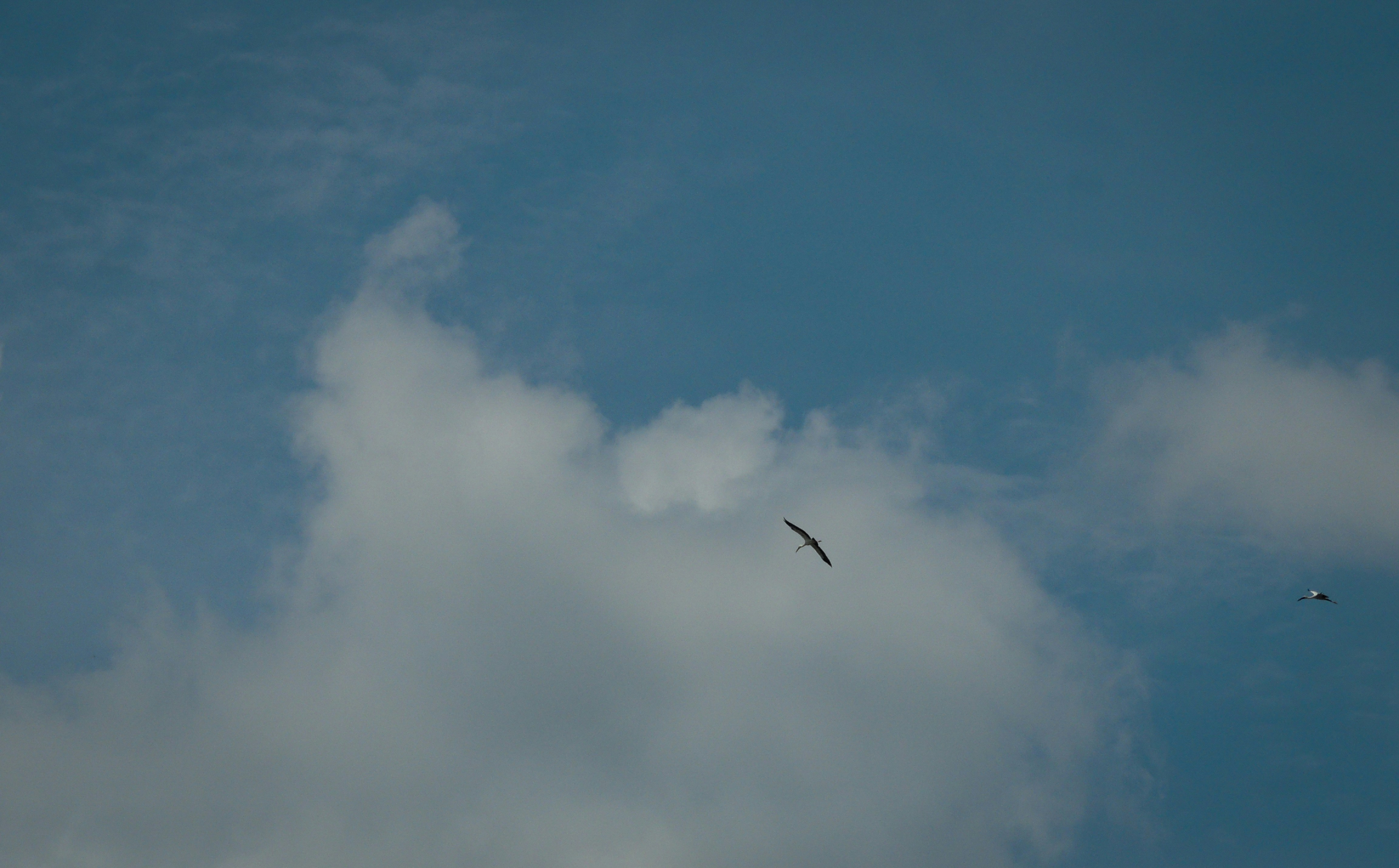 Gulls in a Quiet Sky: A Narrow Flight Over Soft Clouds