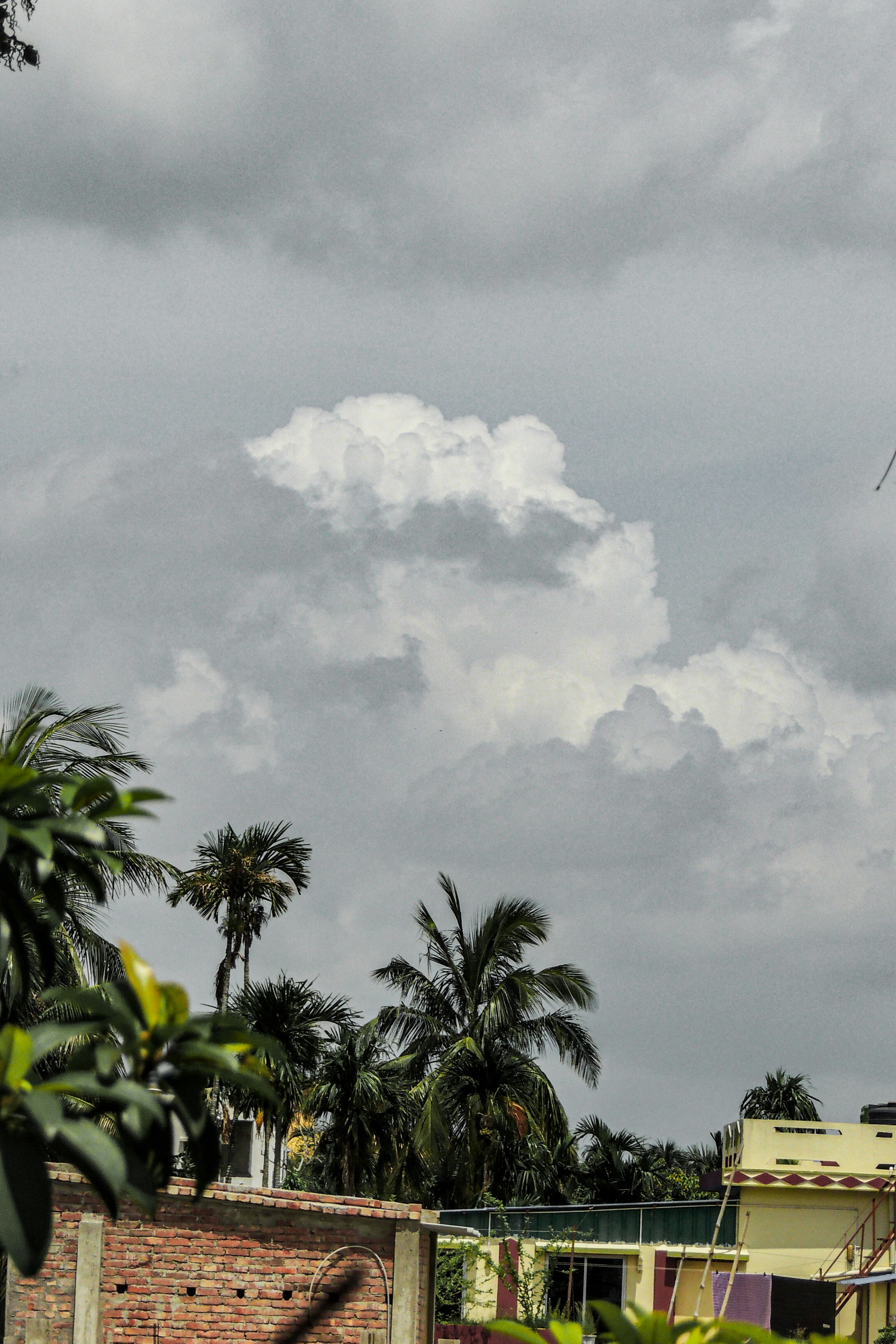 Cumulus Canopy Over a Tropical Rooftop Row