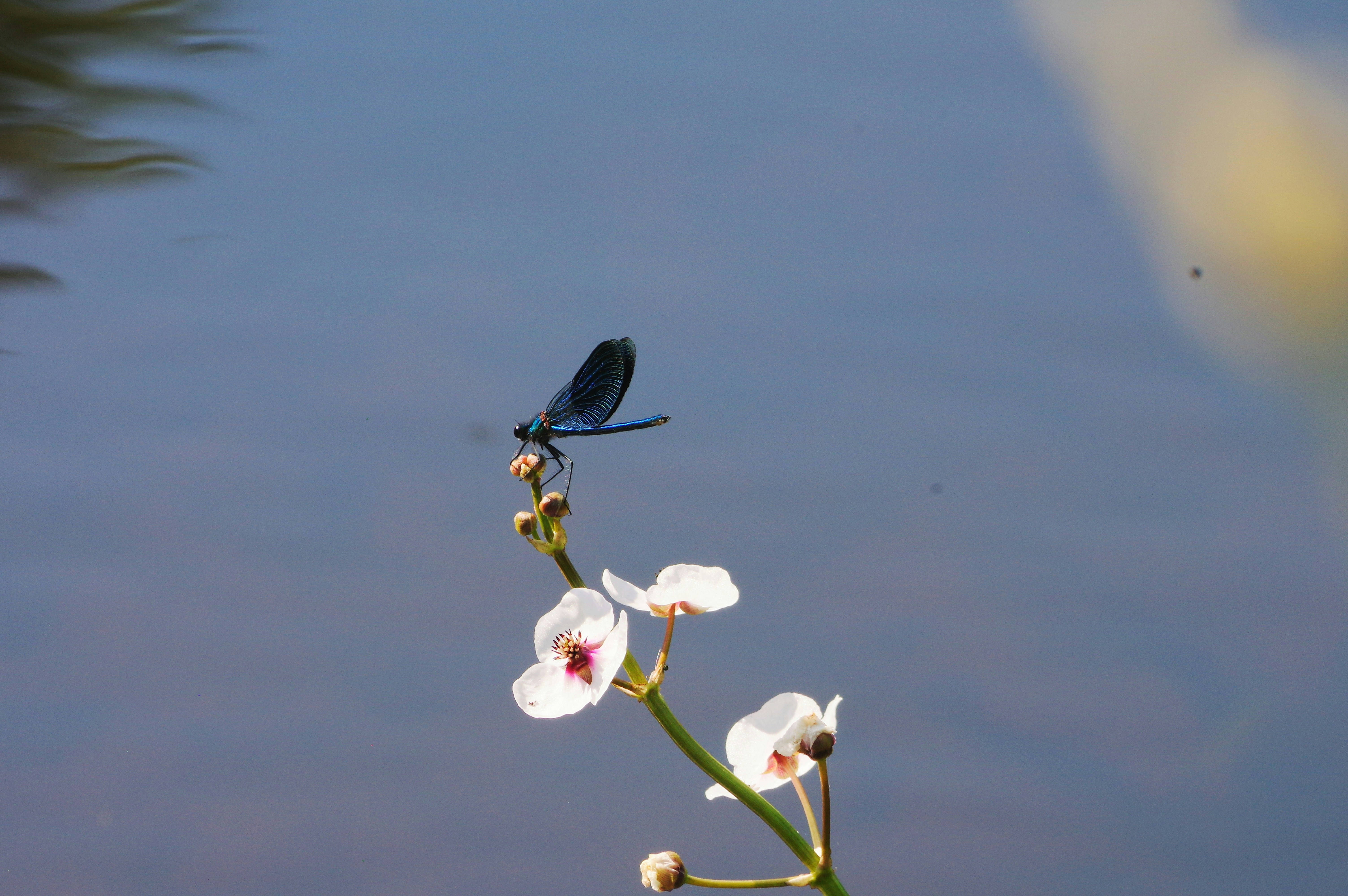 Dragonfly Perch on White Orchid Above a Quiet Blue Pool